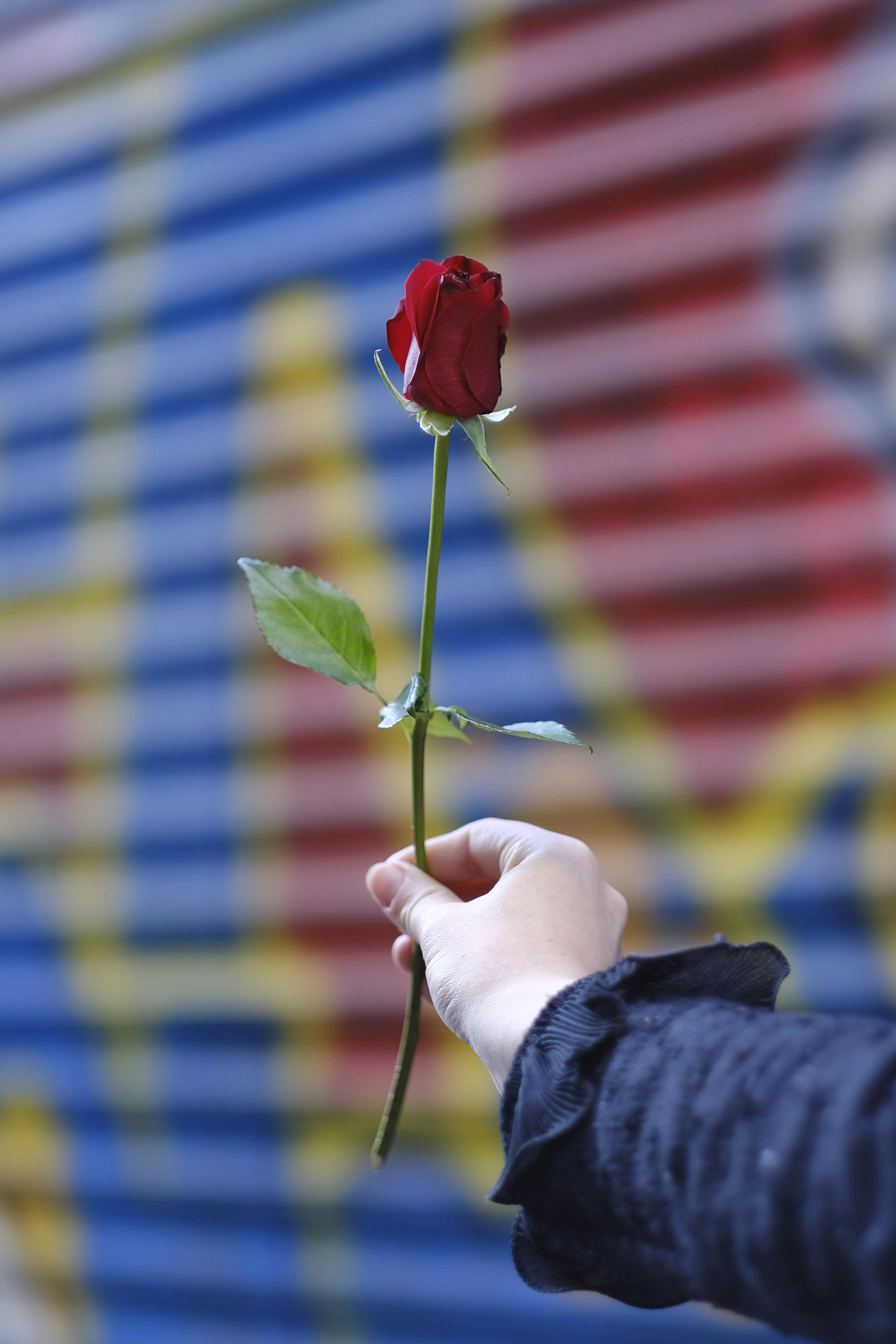 Person Holding Red Rose Flowers · Free Stock Photo