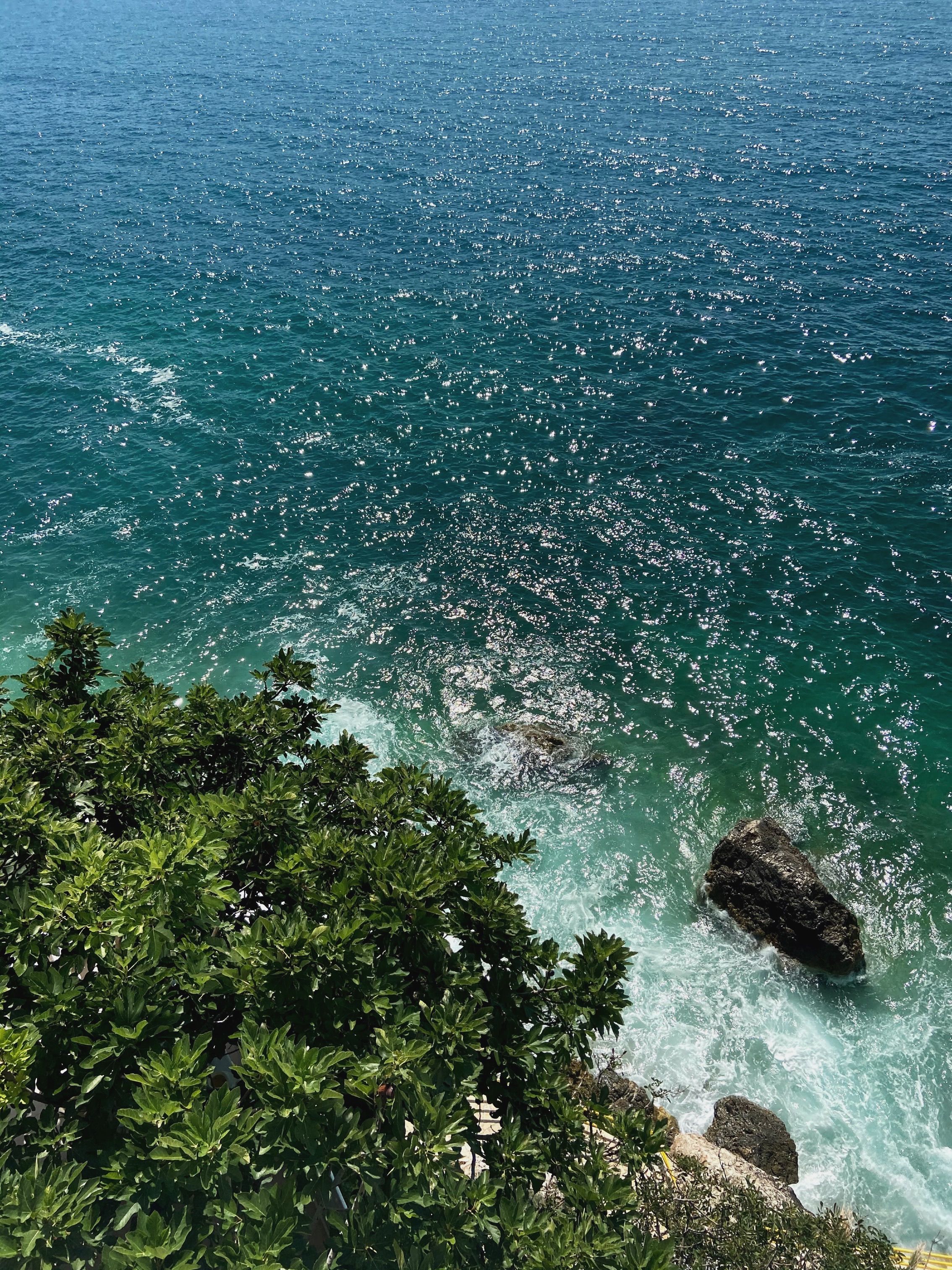 Trees on Sea Shore · Free Stock Photo