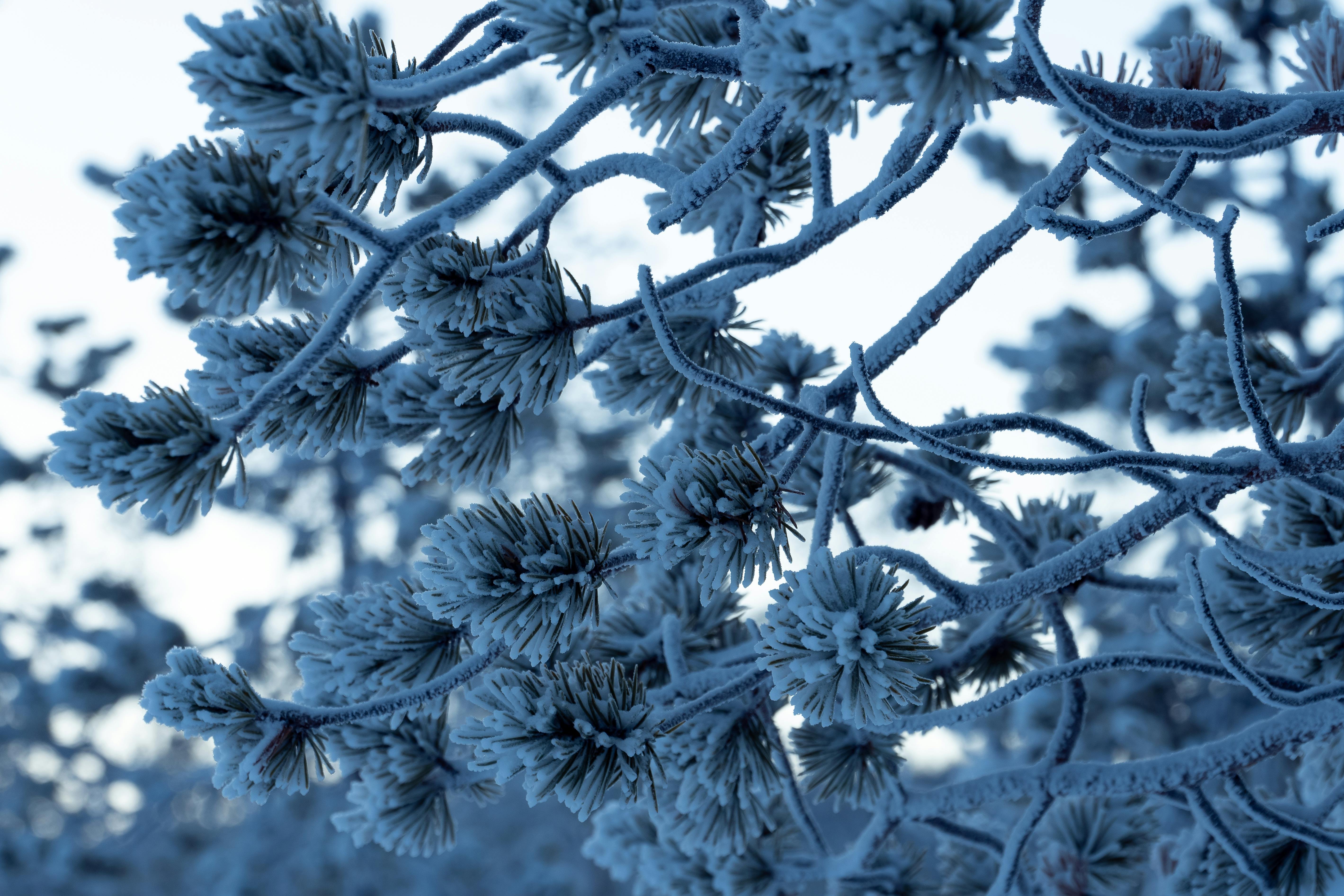 Close Up of Frosted Tree Branch · Free Stock Photo