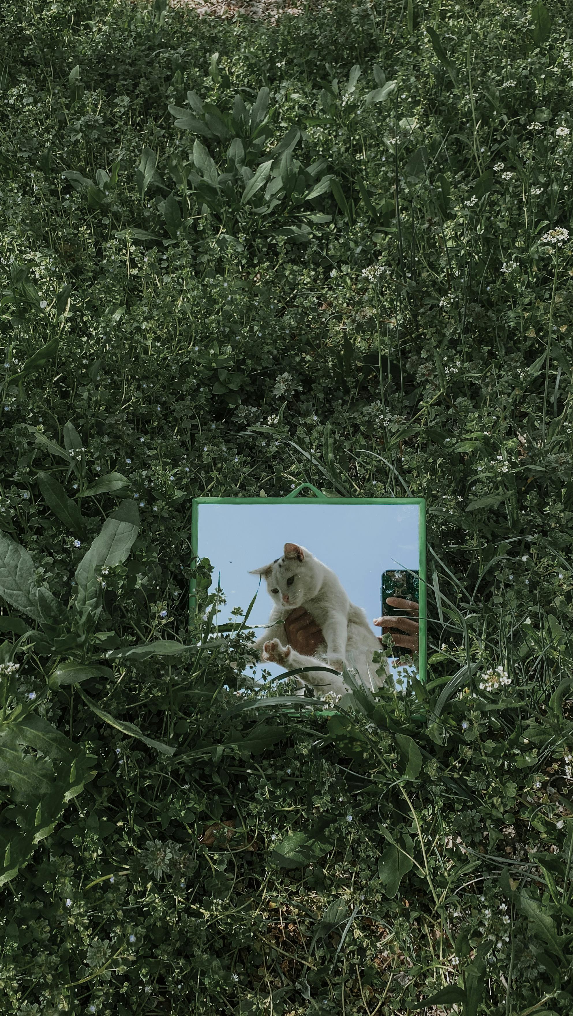 Cat Reflection in Mirror on Grass · Free Stock Photo