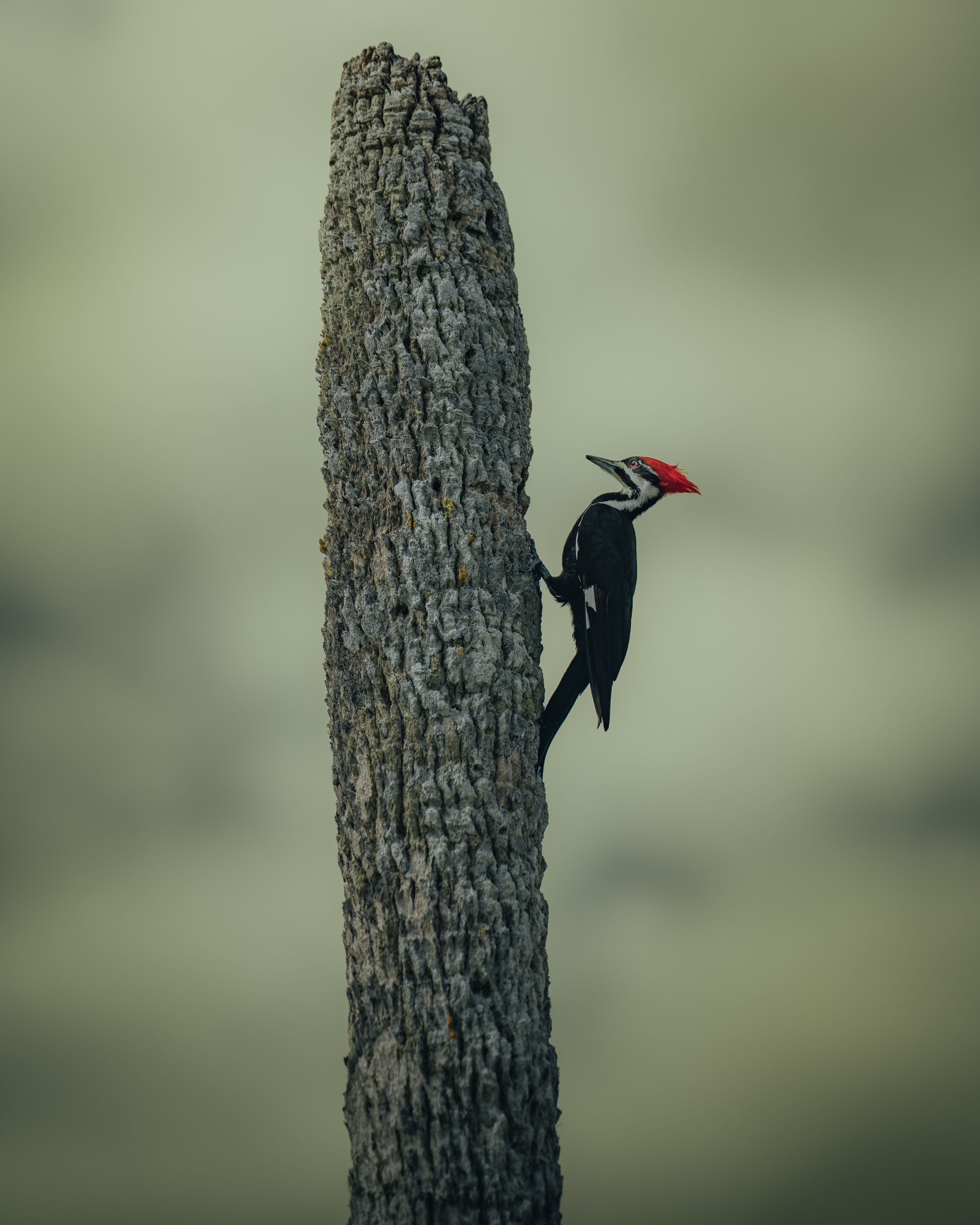 Foto gratuita di ambiente naturale, animale, animale alato, area ...