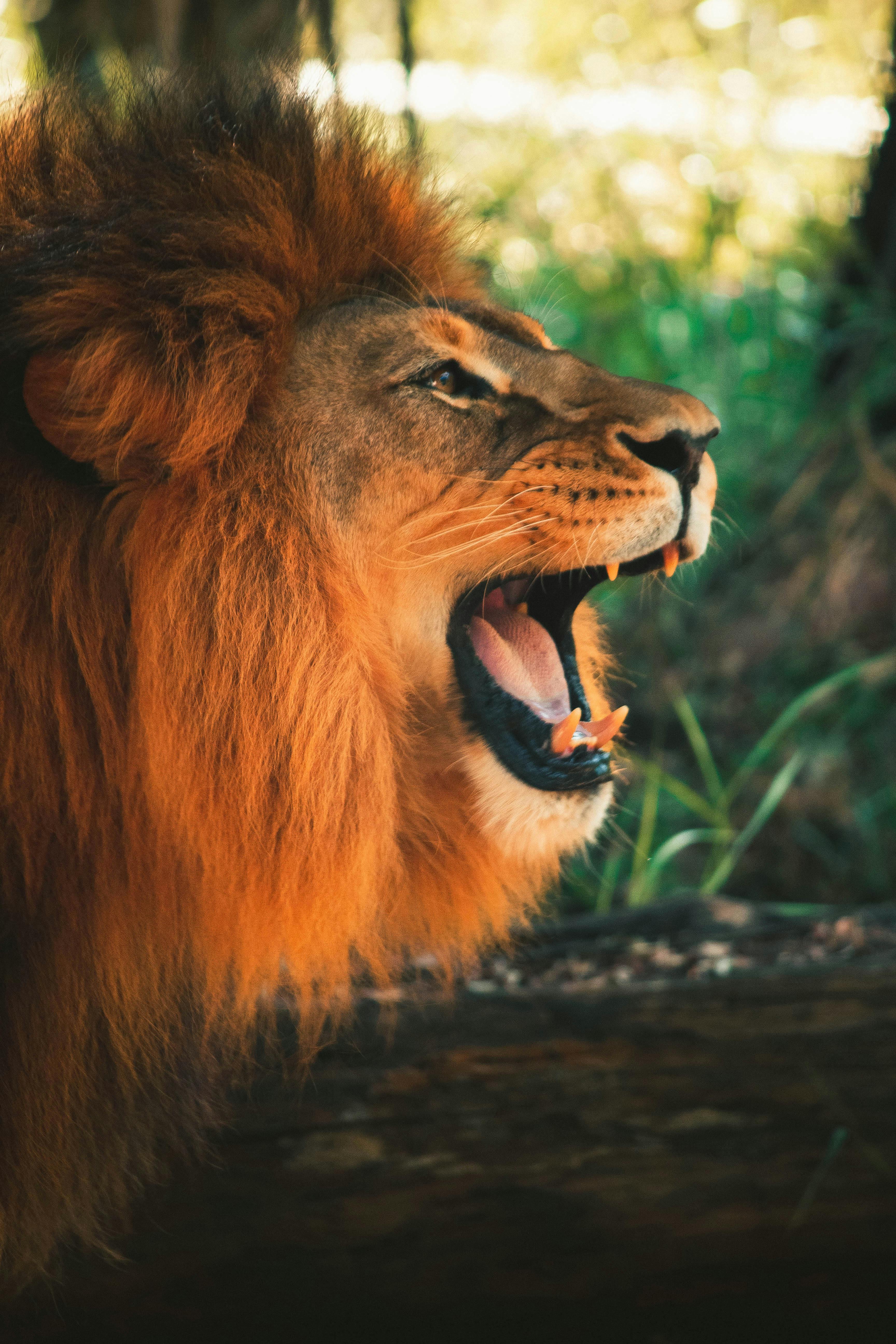 Lion with Mane Roaring · Free Stock Photo