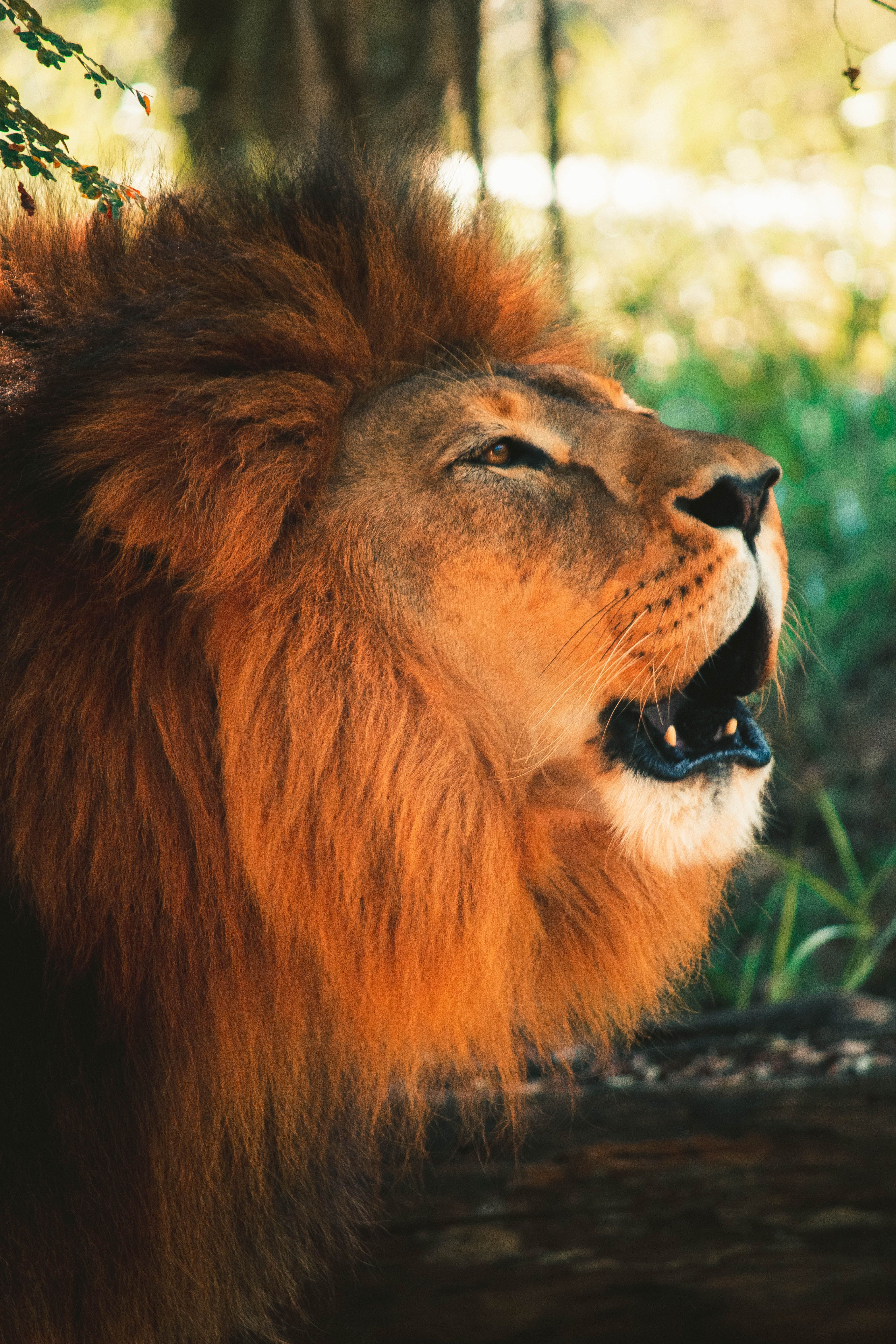 Lion in Nature · Free Stock Photo