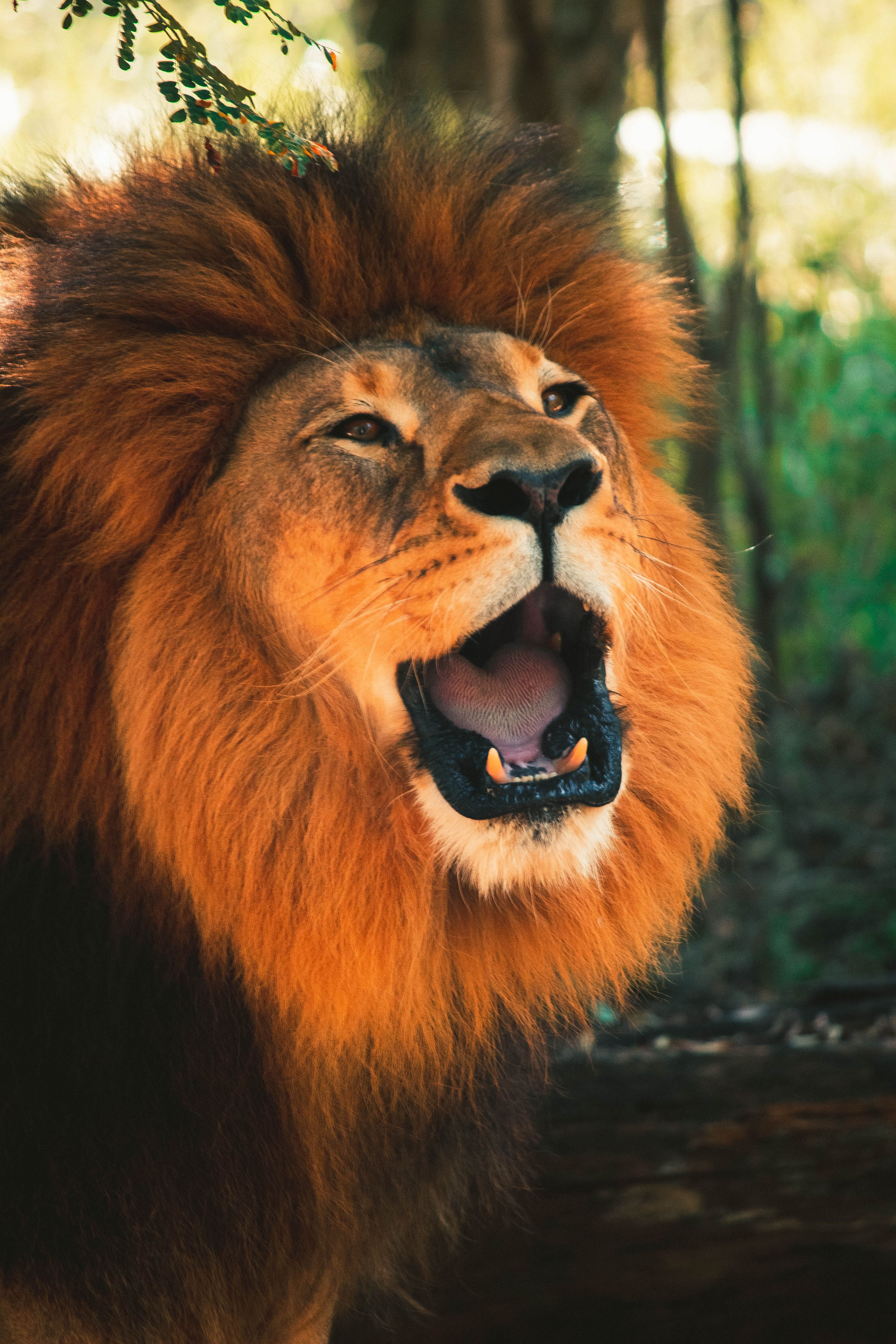 Lion Wallpaper Edit