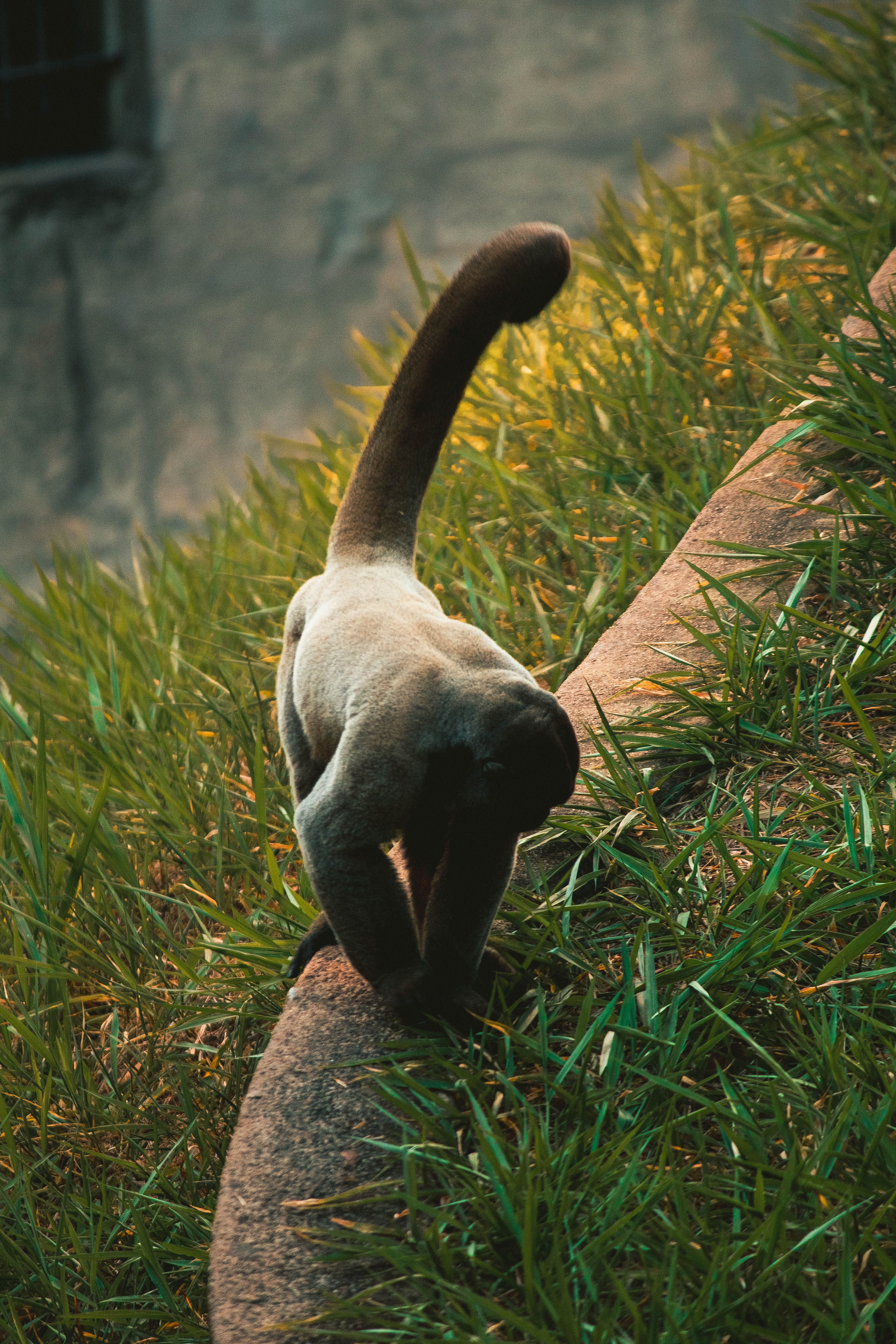 Close up of Monkey in Zoo · Free Stock Photo