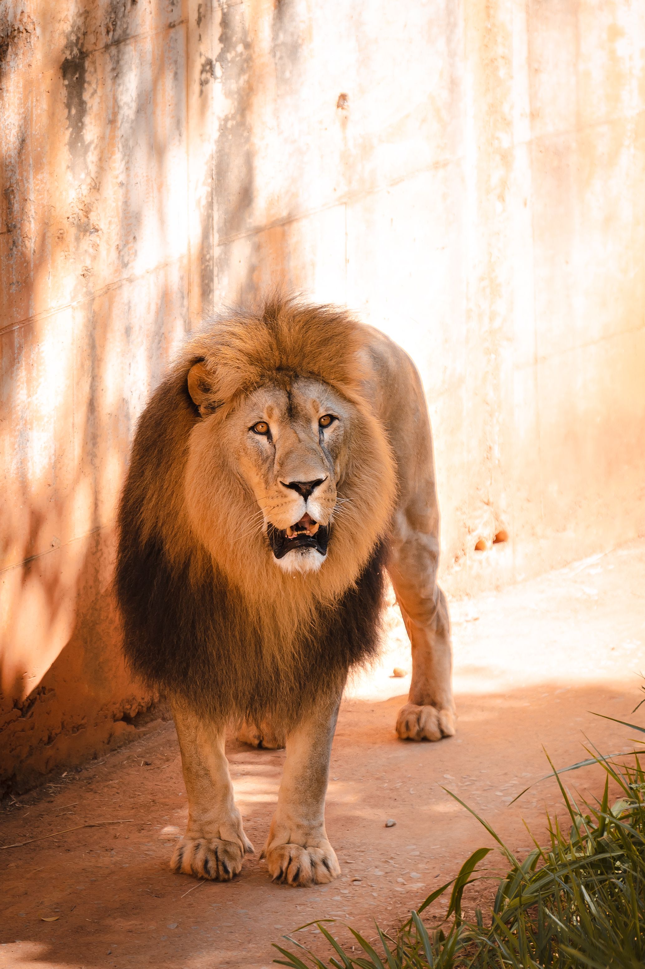 Lion Walking under Wall of Zoo Enclosure · Free Stock Photo