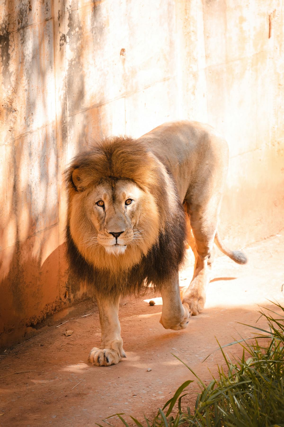 Zoo Animals Photos, Download The BEST Free Zoo Animals Stock Photos ...