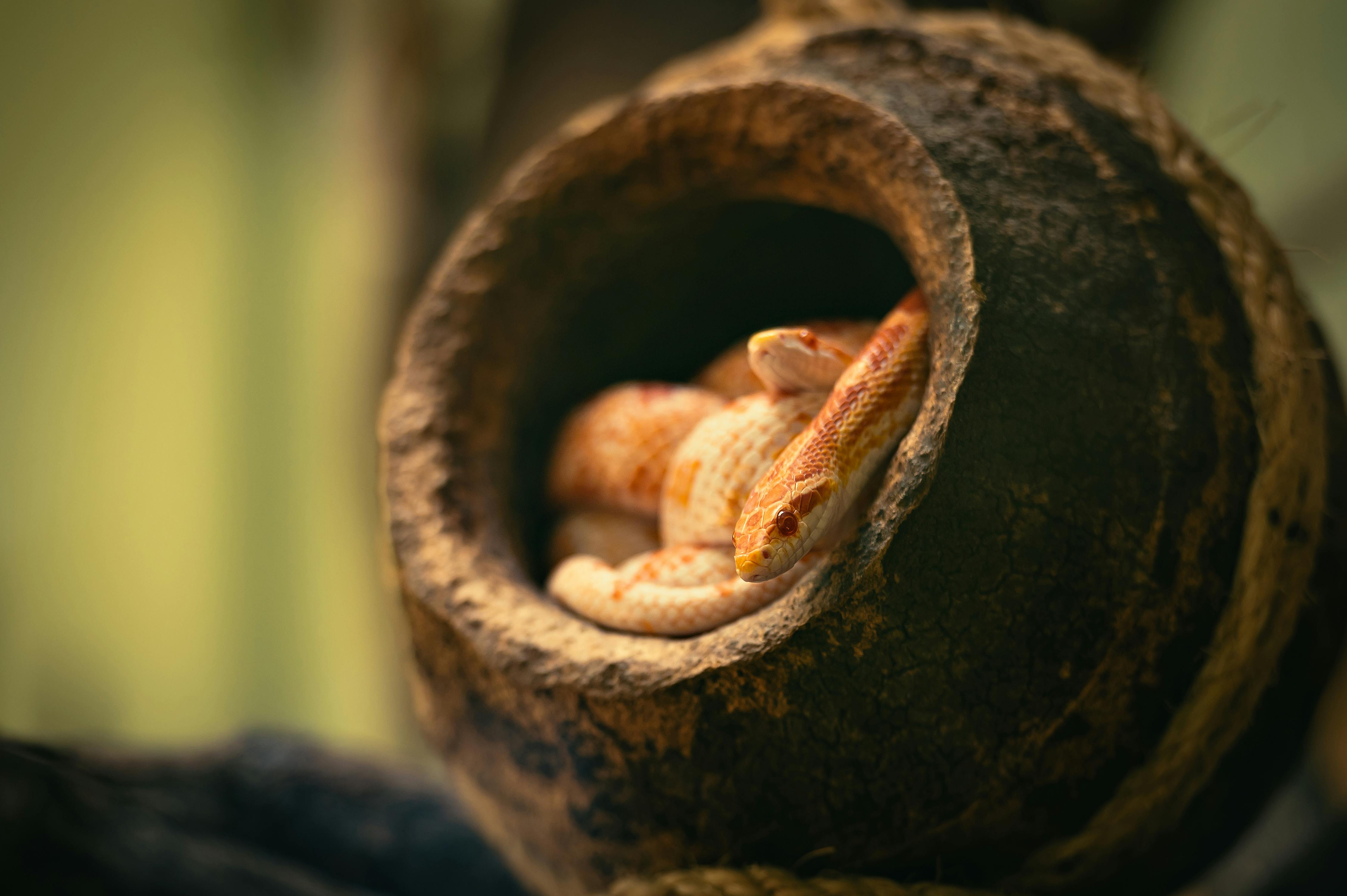 Spiraling Snakes Photos, Download The BEST Free Spiraling Snakes Stock ...