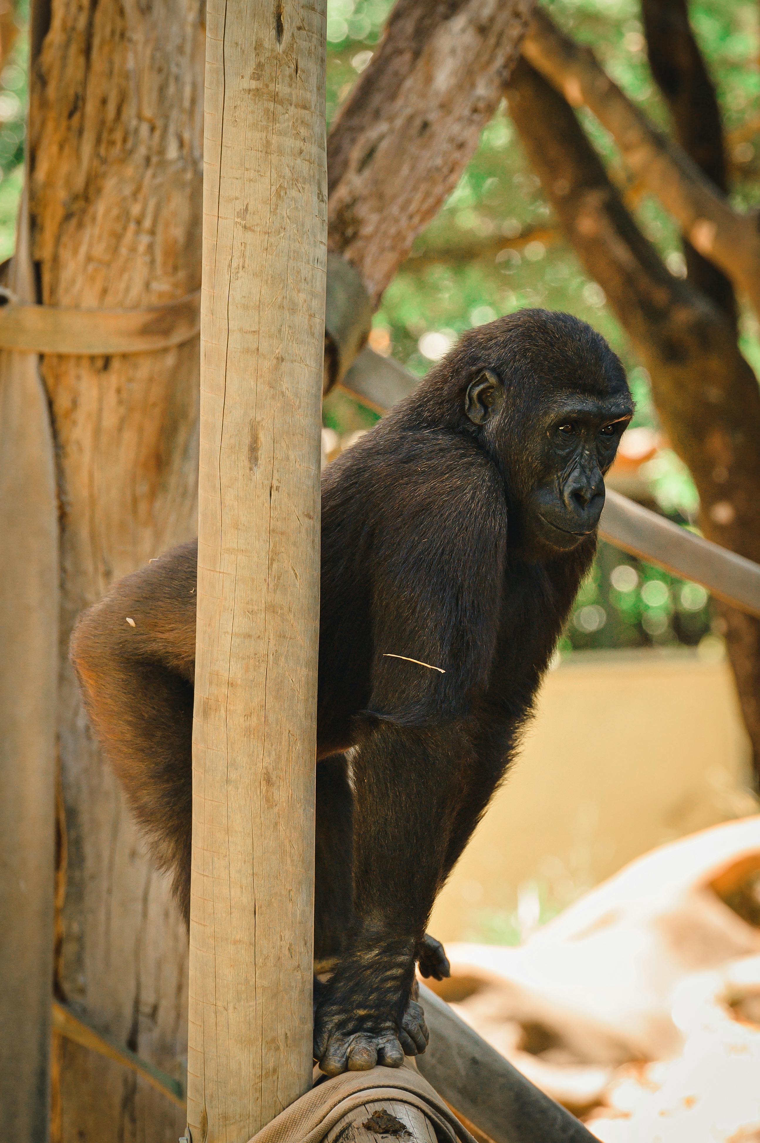 Monkey on Trees in Zoo · Free Stock Photo