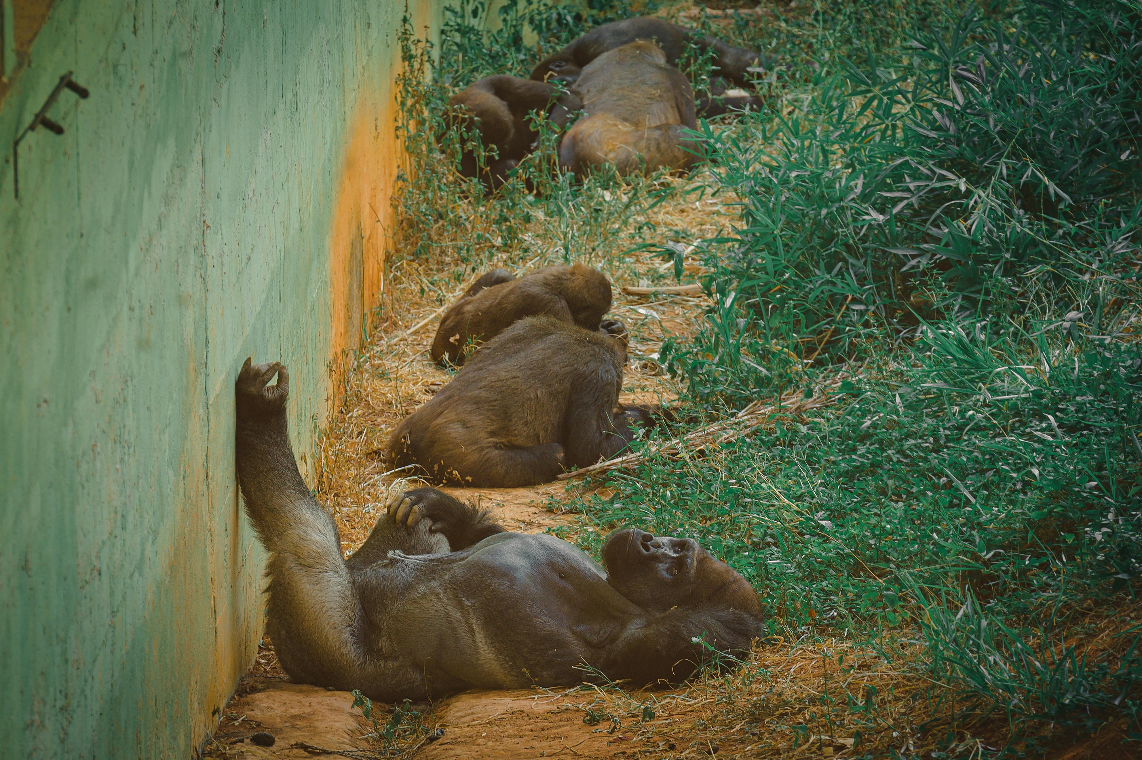 Apes in a Zoo · Free Stock Photo