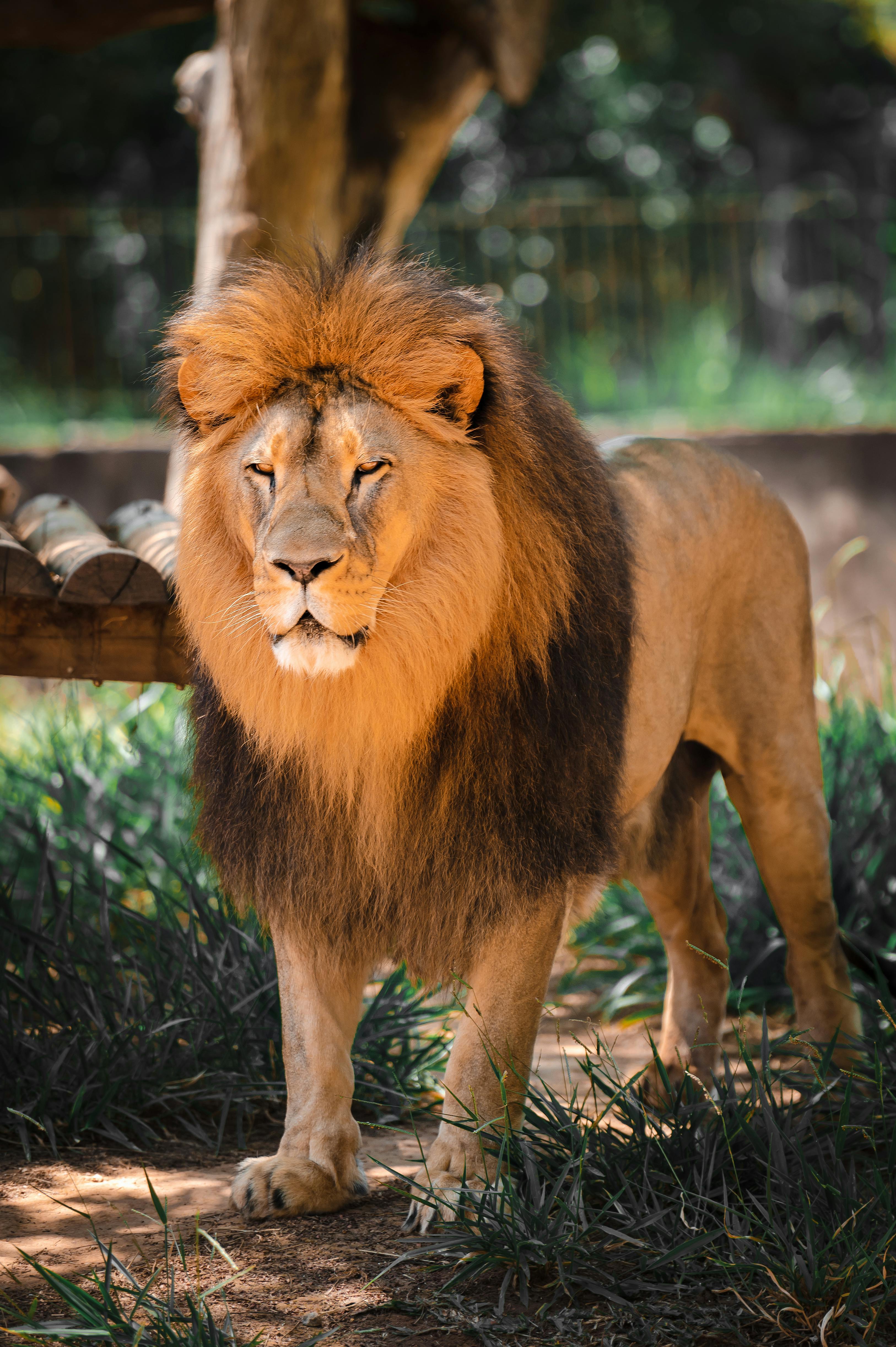 Lion in Zoo · Free Stock Photo
