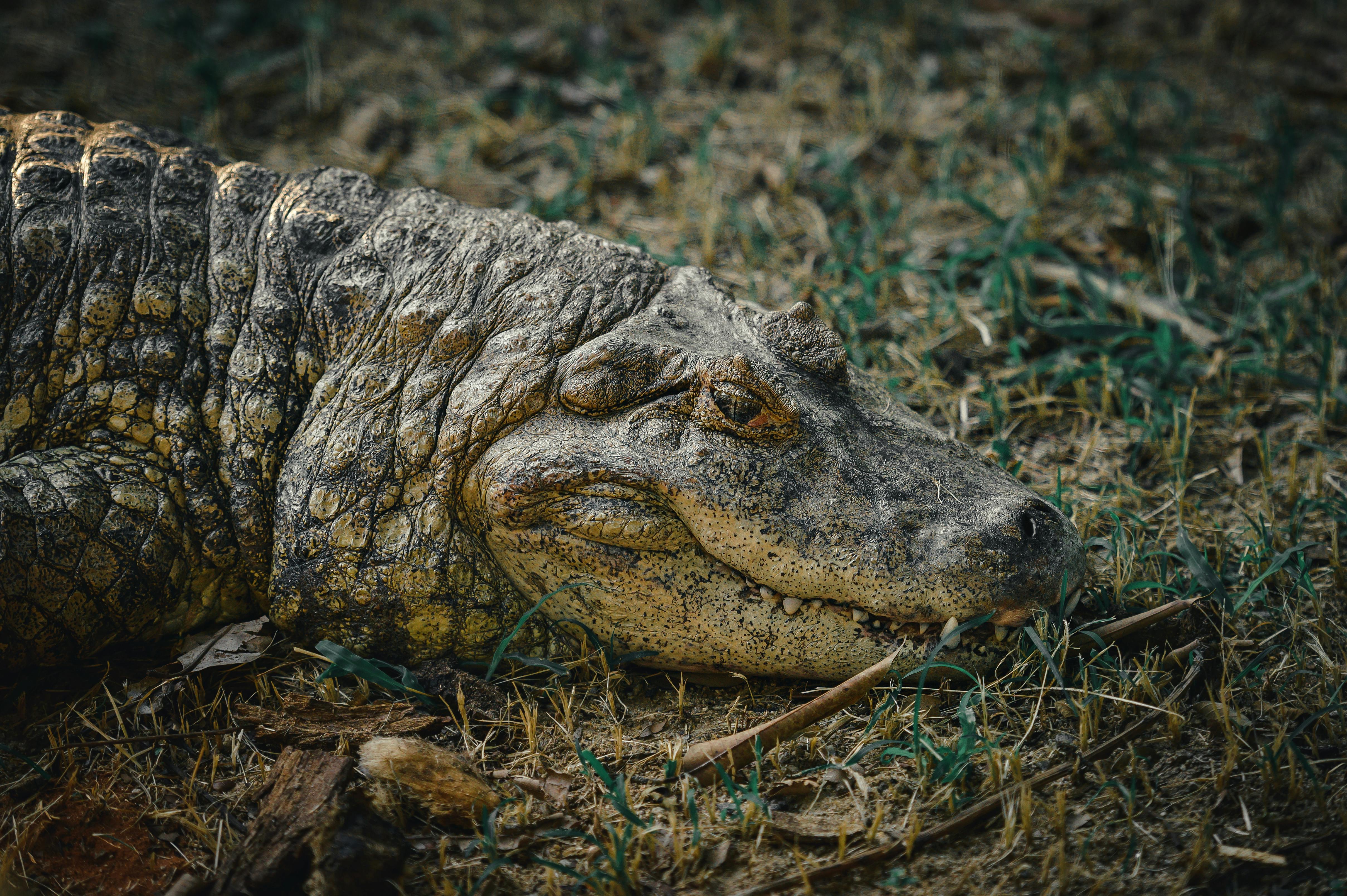 Close Up of Alligator Head · Free Stock Photo