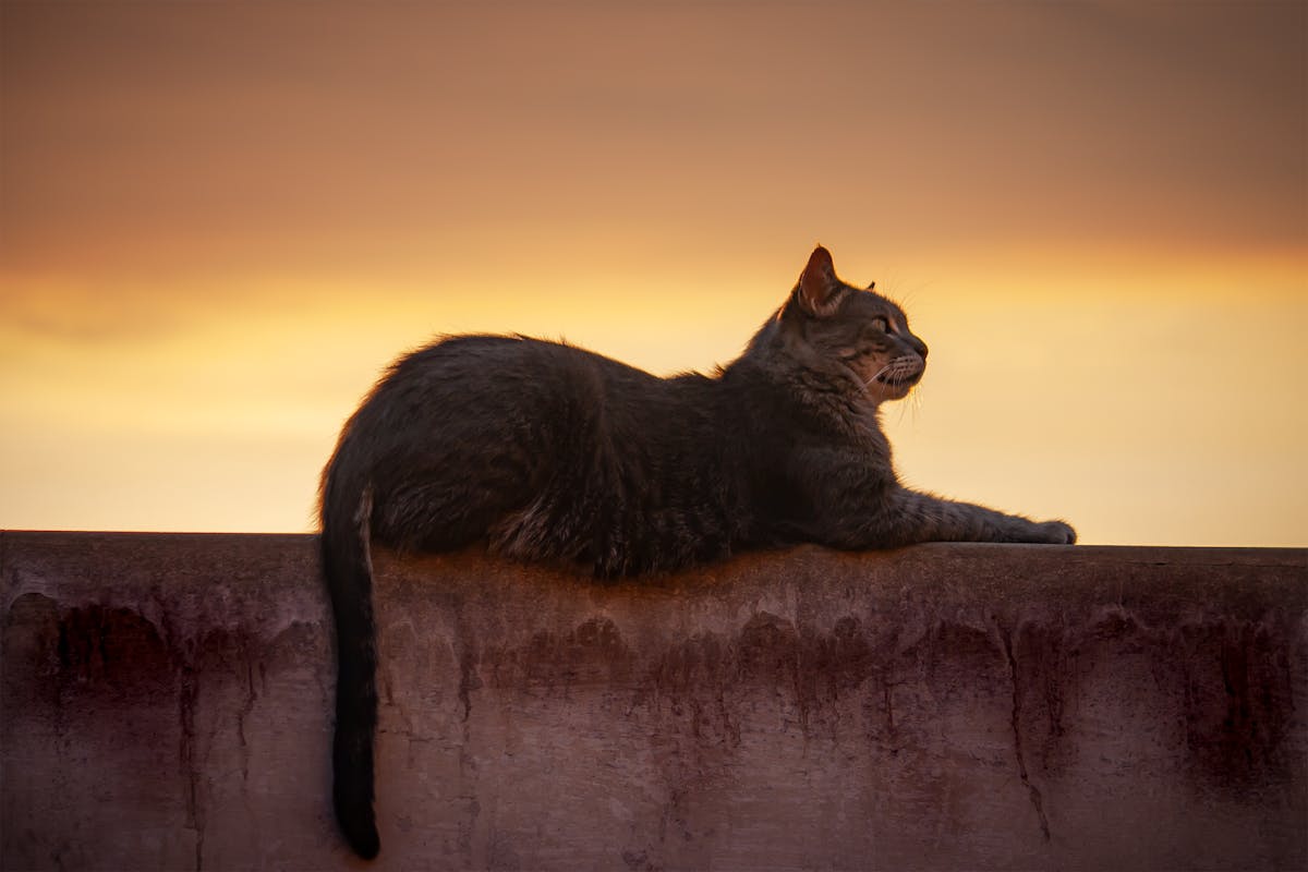 Cat Sunset Desktop Wallpaper Photos, Download The BEST Free Cat Sunset ...