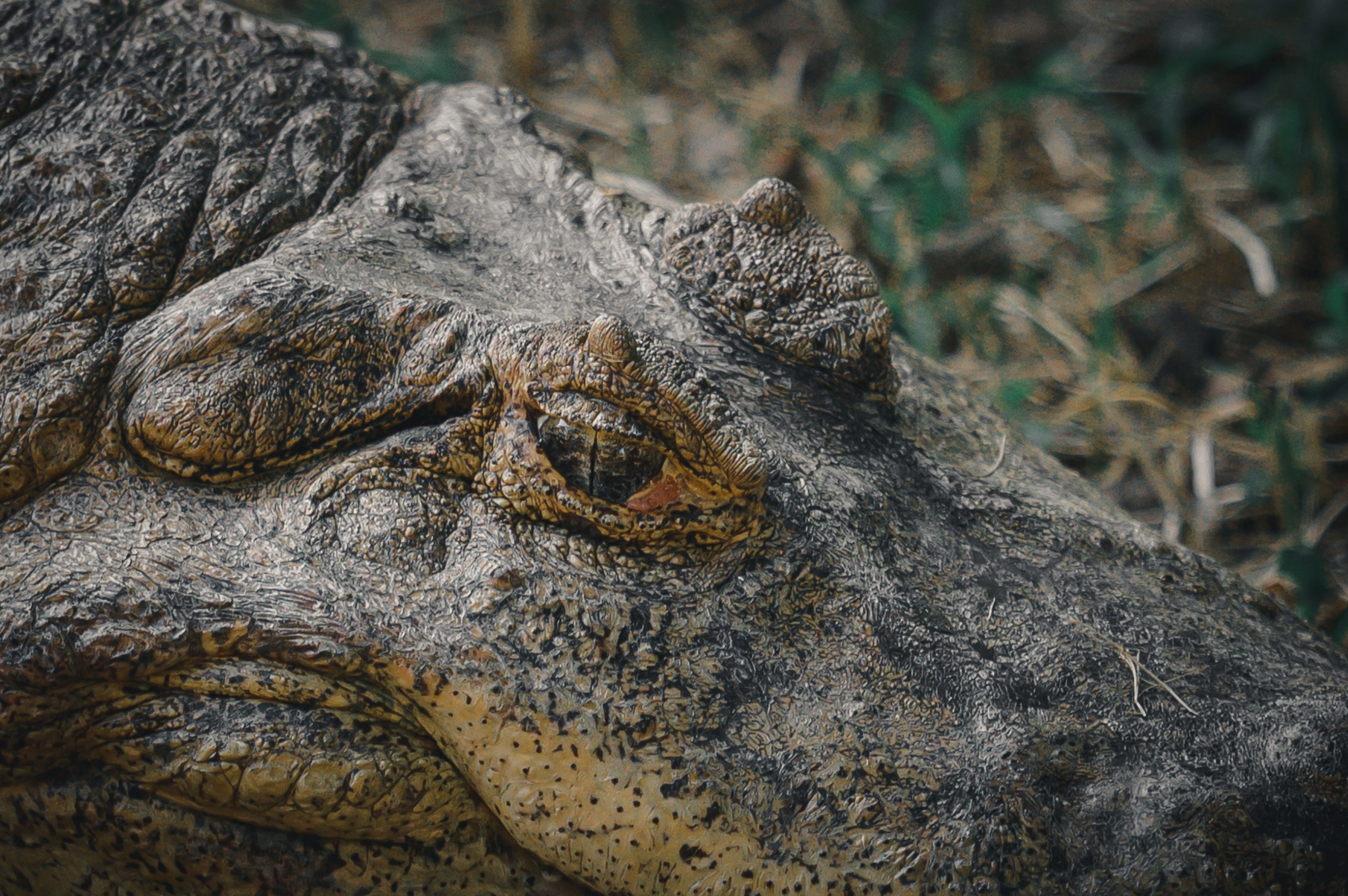 Alligator Head Photos, Download The BEST Free Alligator Head Stock ...