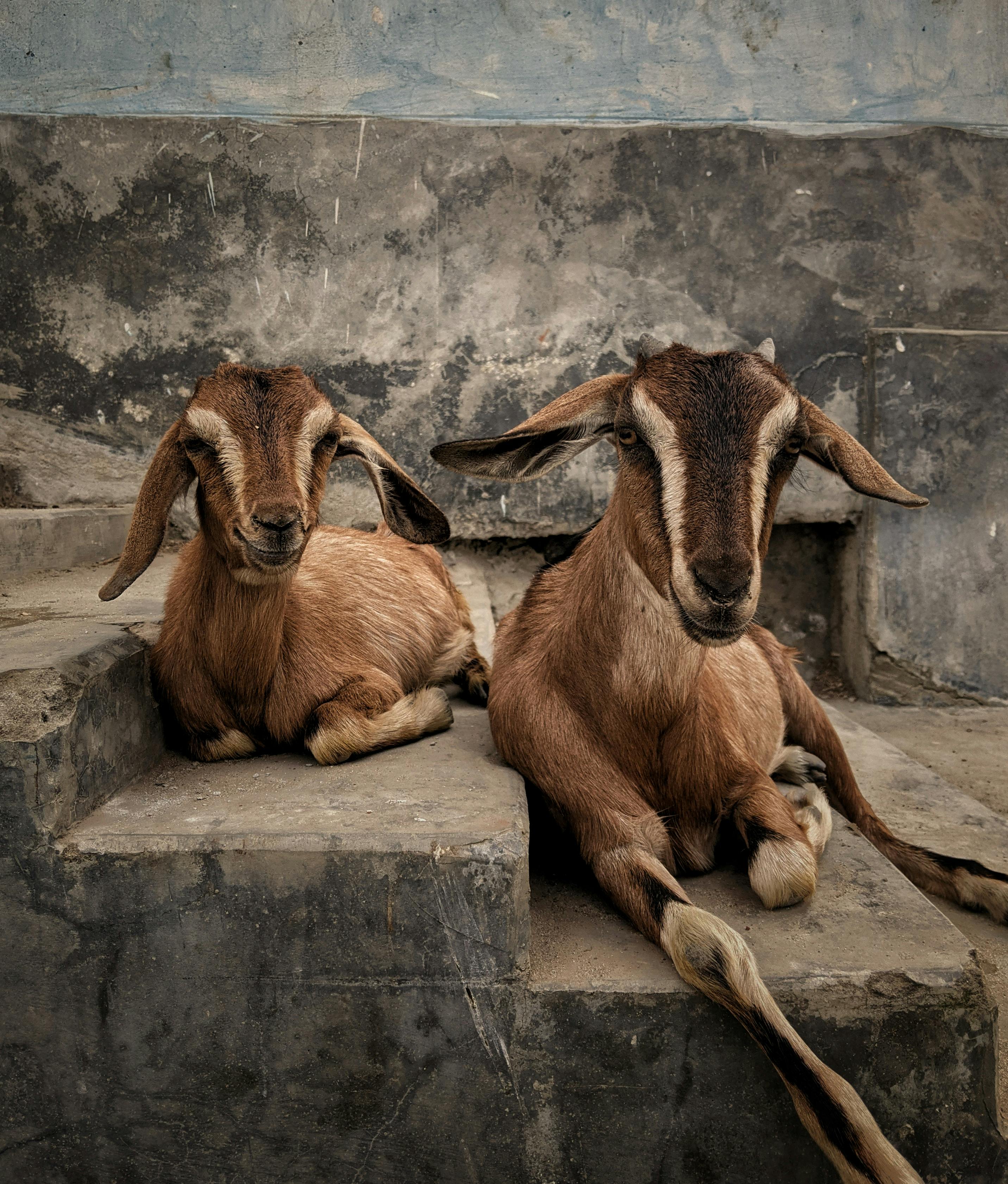 Goats Relaxing on Steps · Free Stock Photo