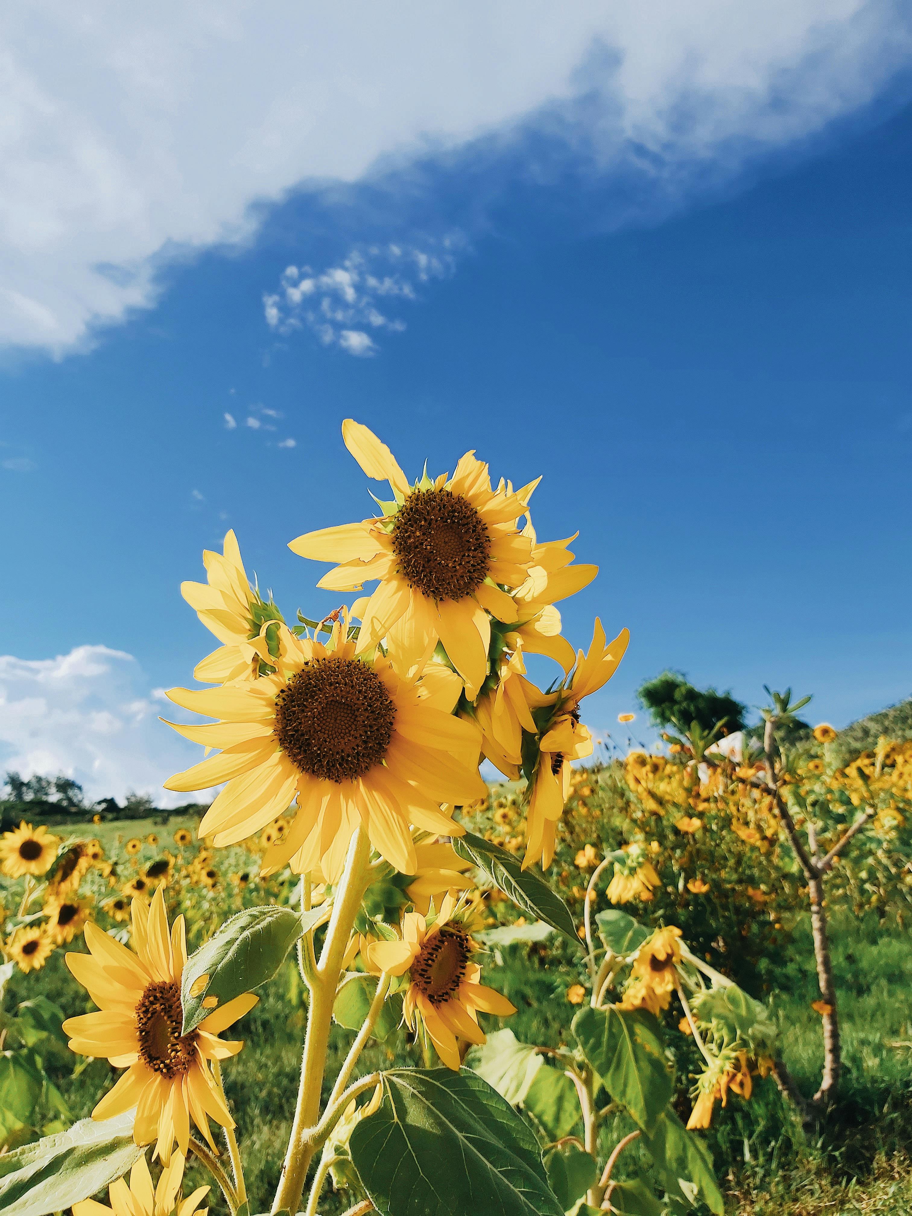 Flower Fields Photos, Download The BEST Free Flower Fields Stock Photos ...