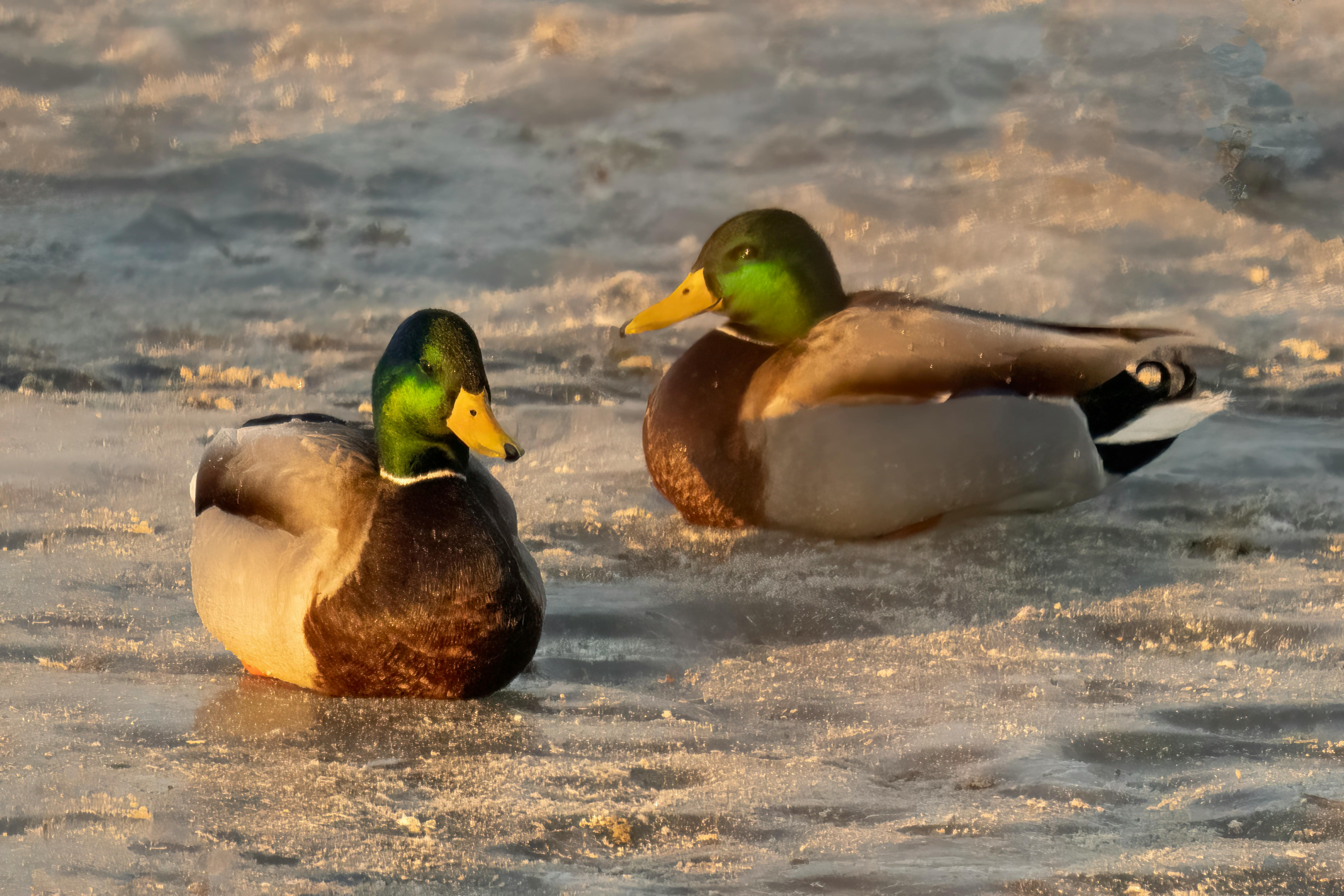 Ducks Sitting on Ice · Free Stock Photo