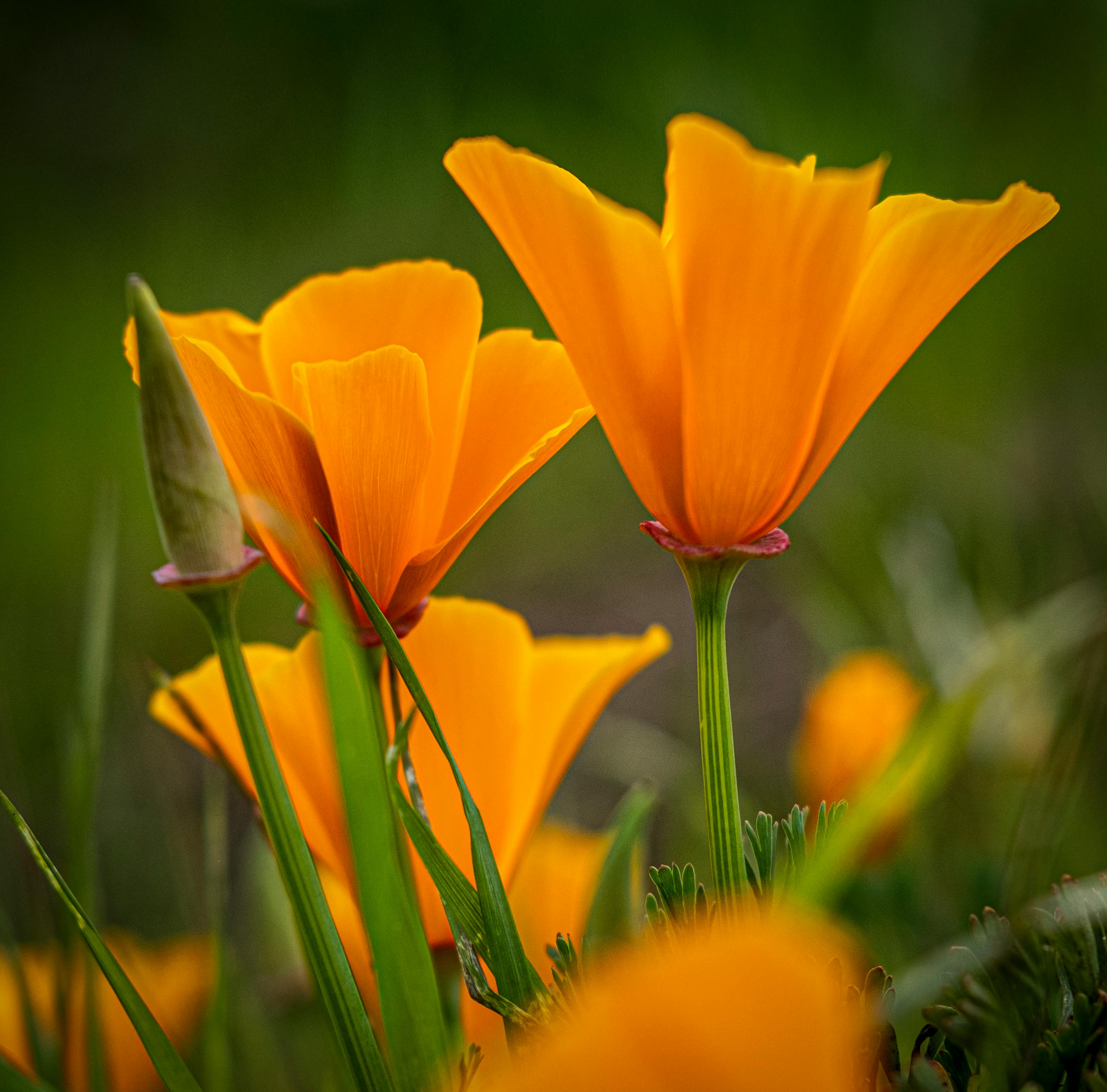 A Close-up of Red Poppy · Free Stock Photo