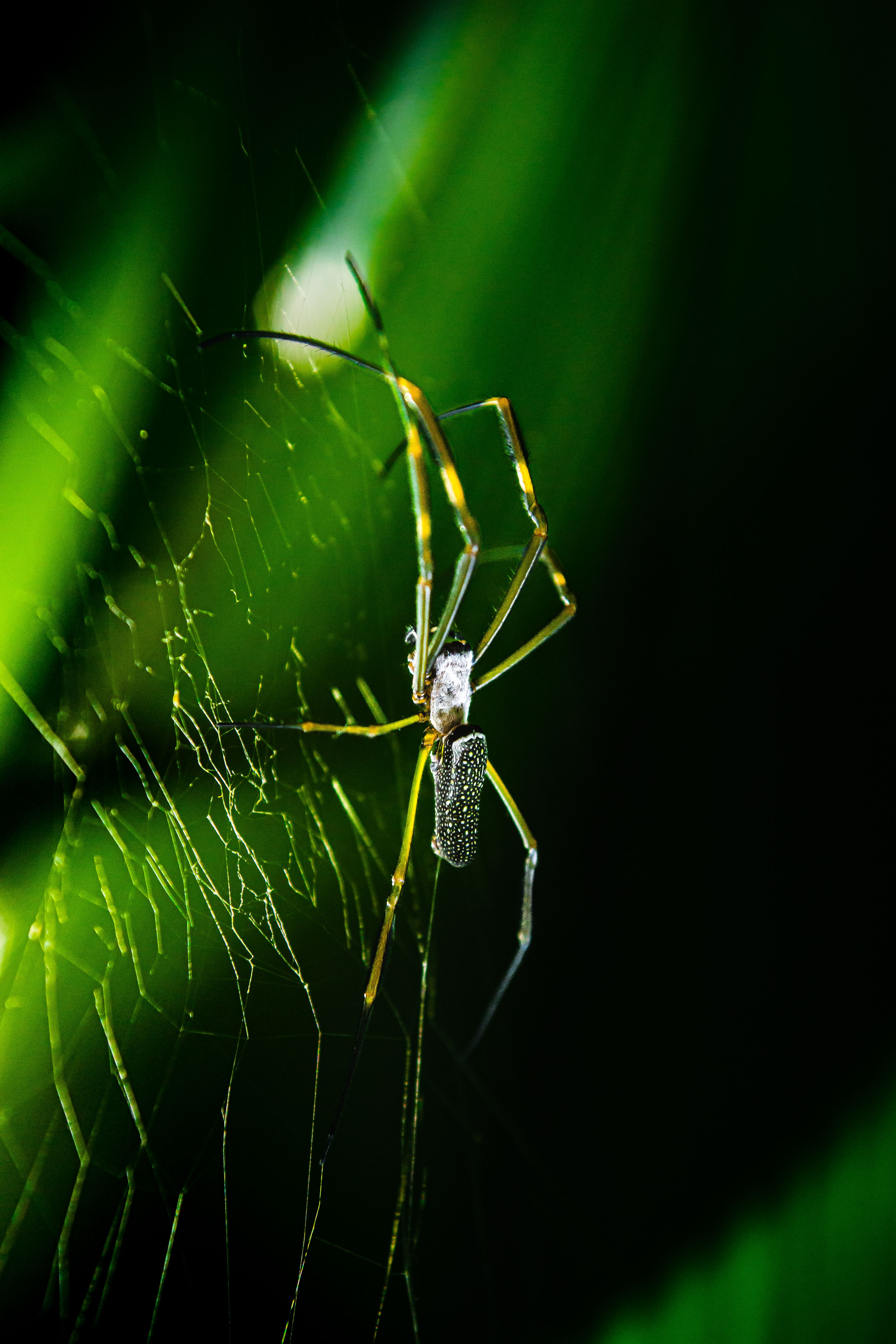Spider on Spiderweb · Free Stock Photo