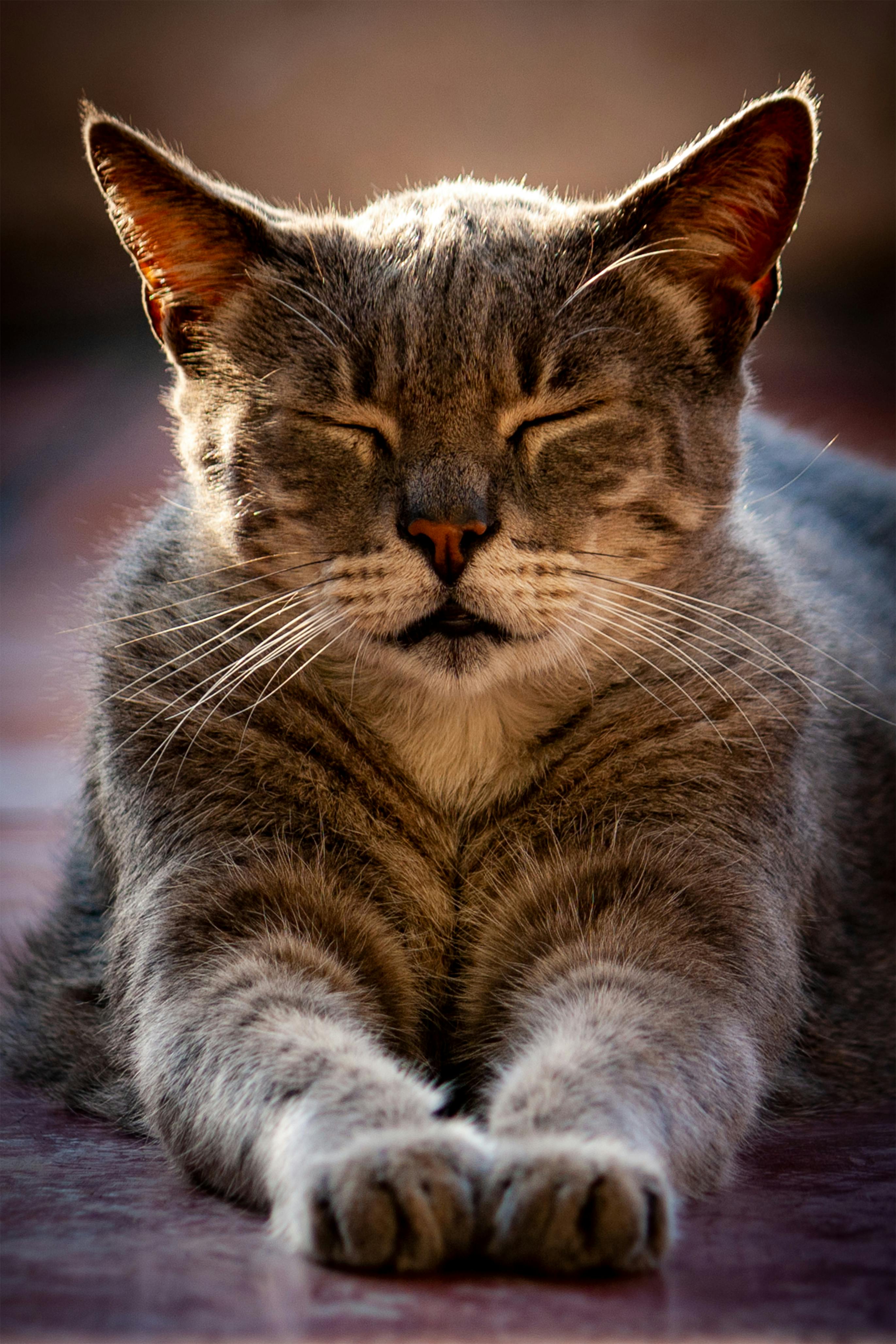 White Rabbit Lying Down · Free Stock Photo