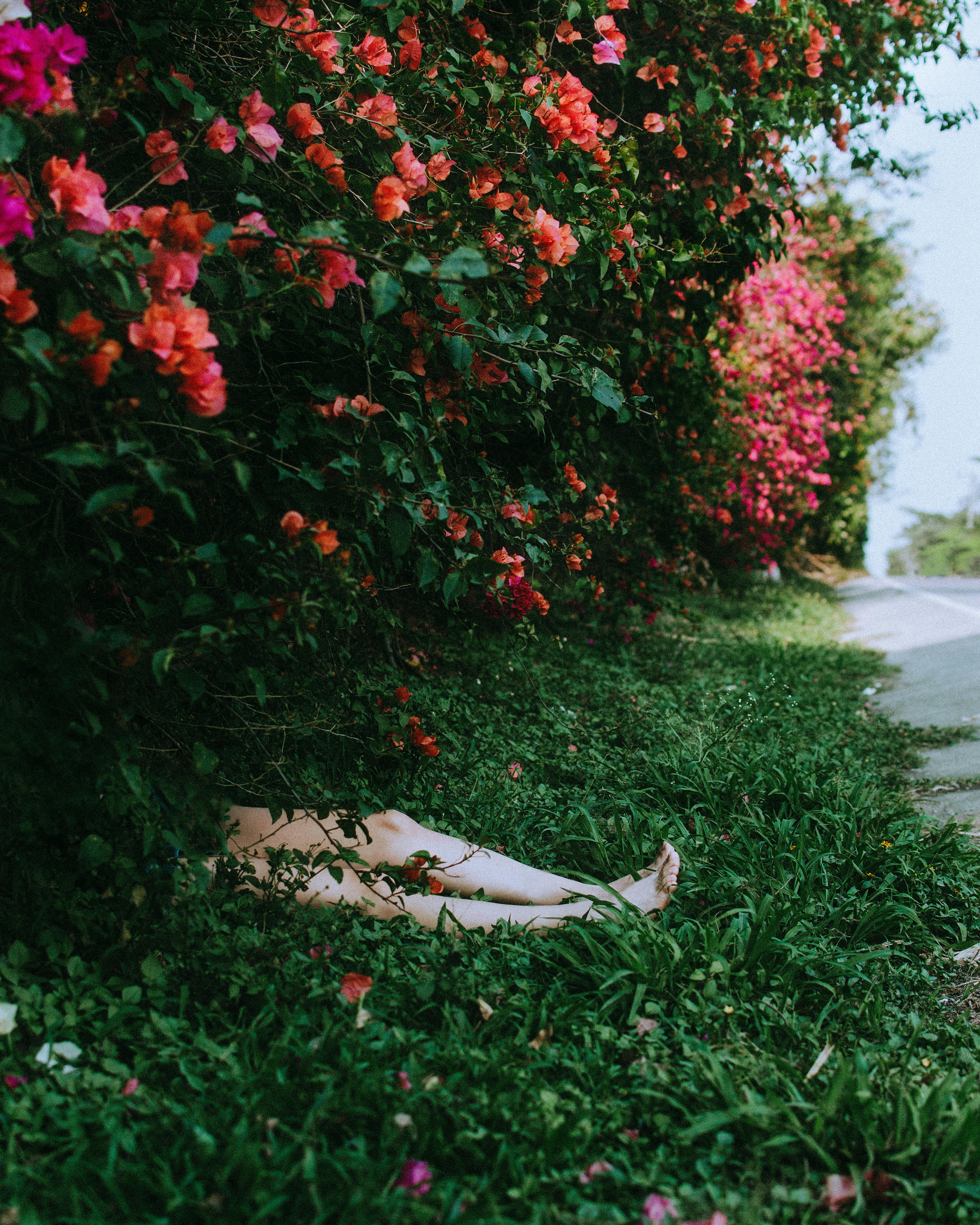Bush with Pink Flowers, and Nude Legs on the Grass · Free Stock Photo