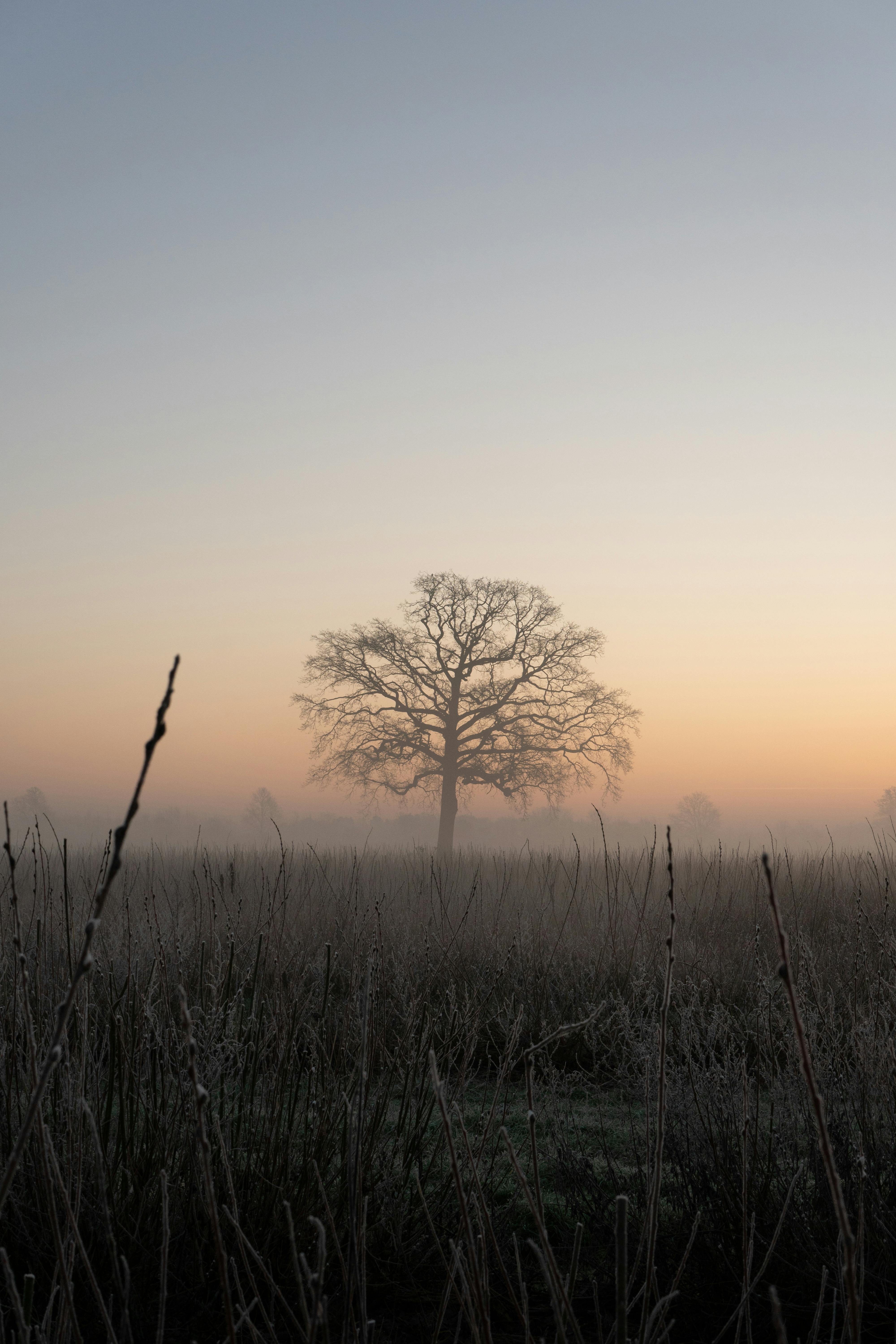 lonely tree in spring sunrise · Free Stock Photo