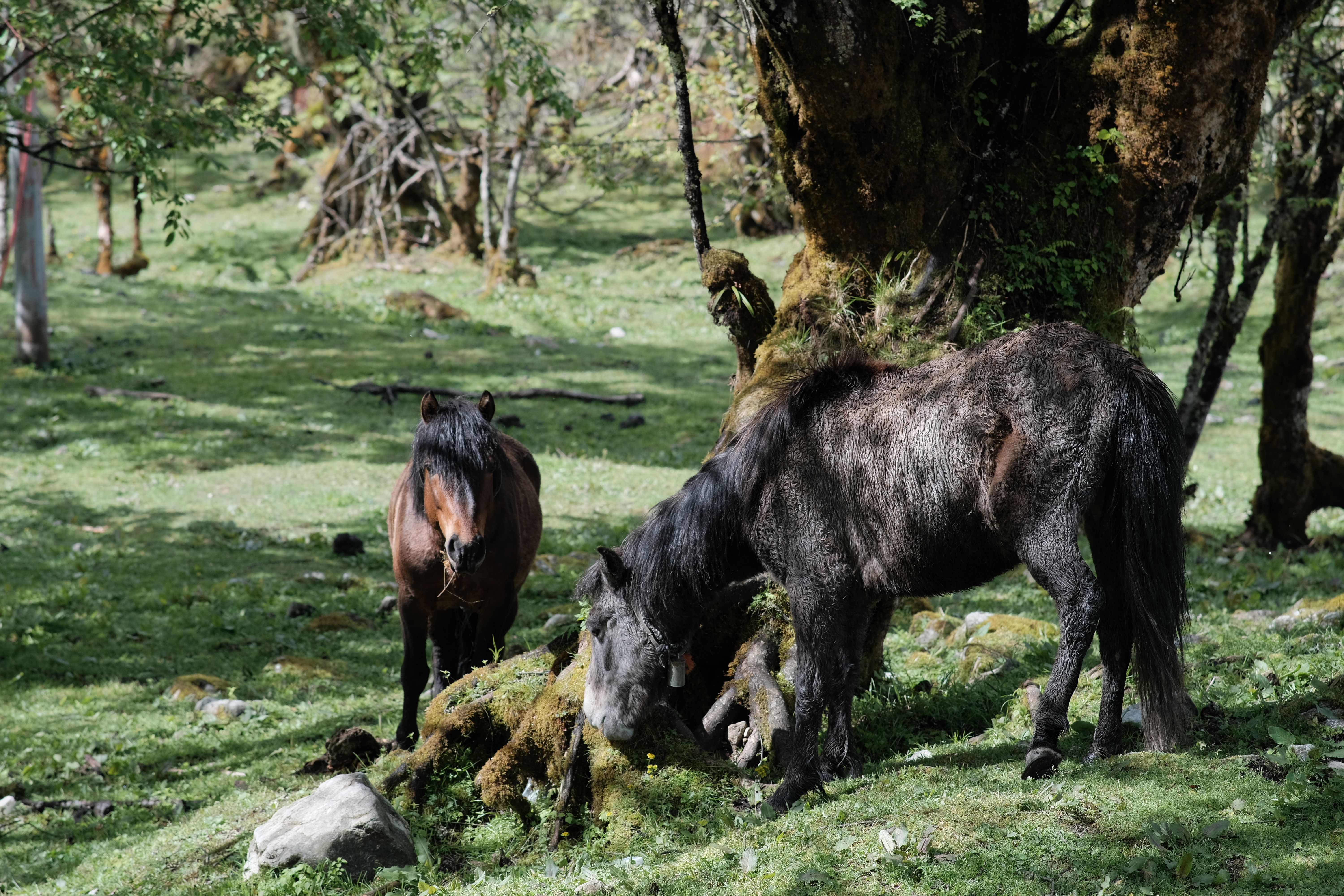 Ponies Grazing in Summer · Free Stock Photo