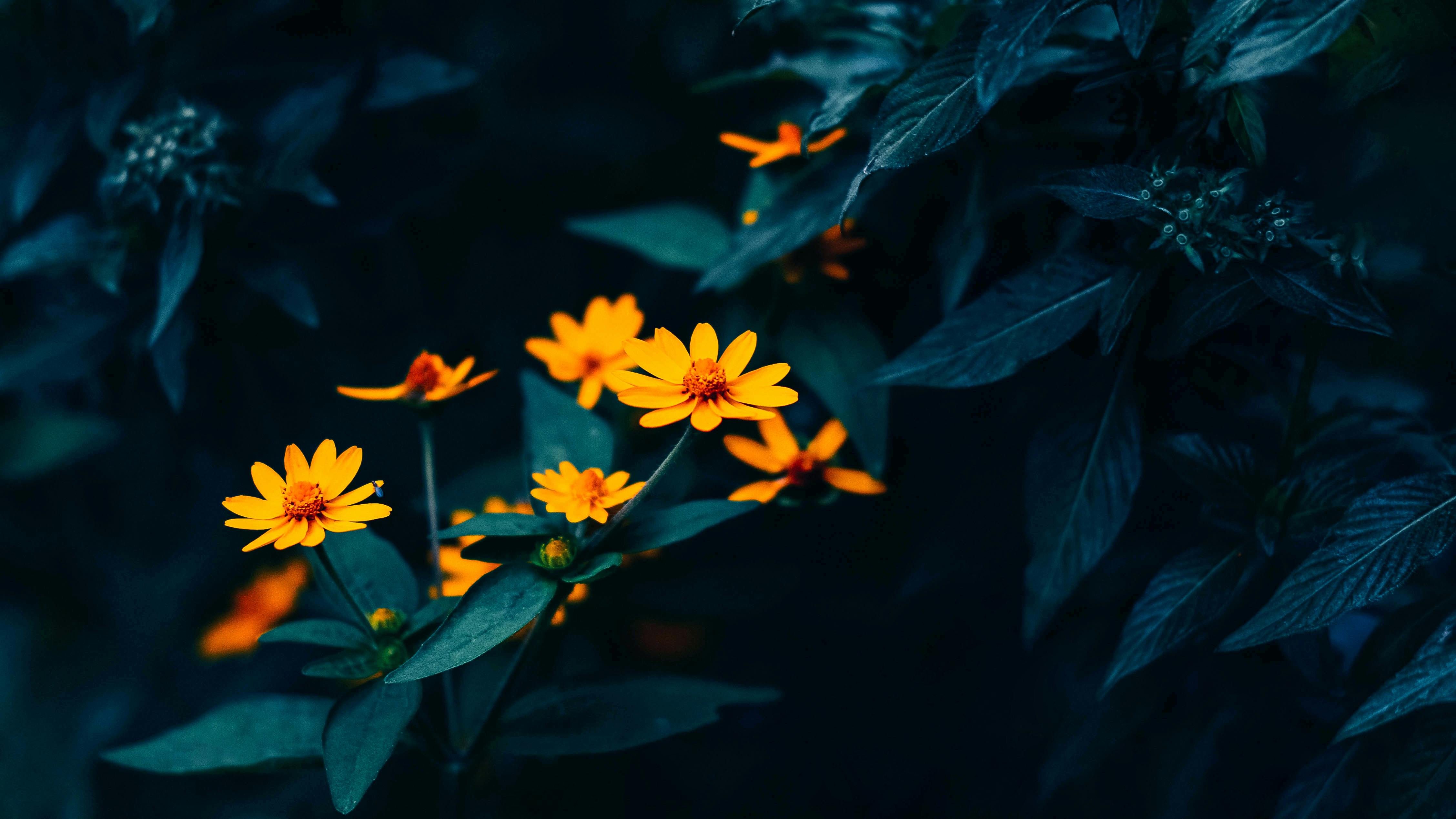 Yadanar Kyaw - 摄影