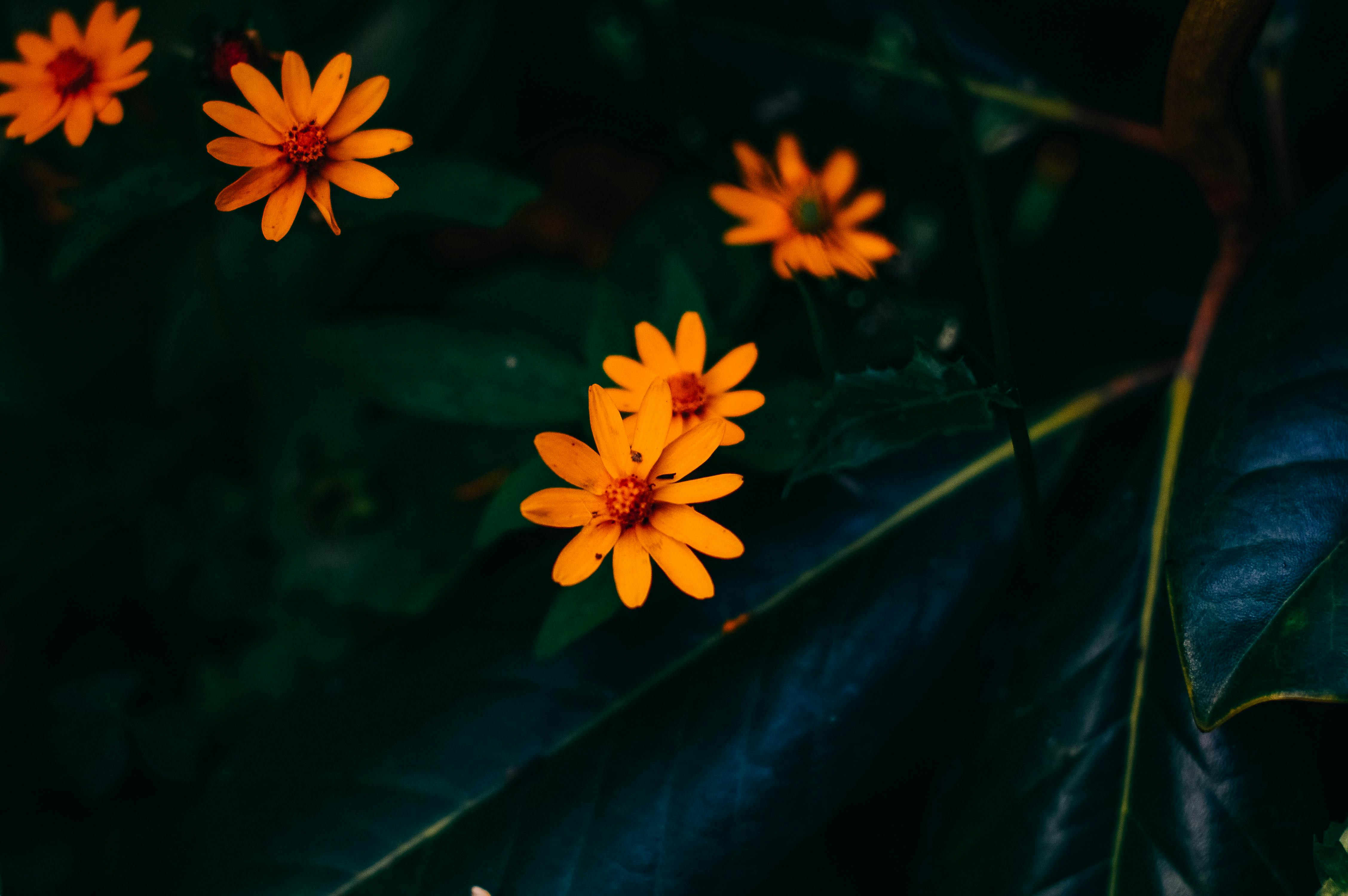 Yadanar Kyaw - 摄影