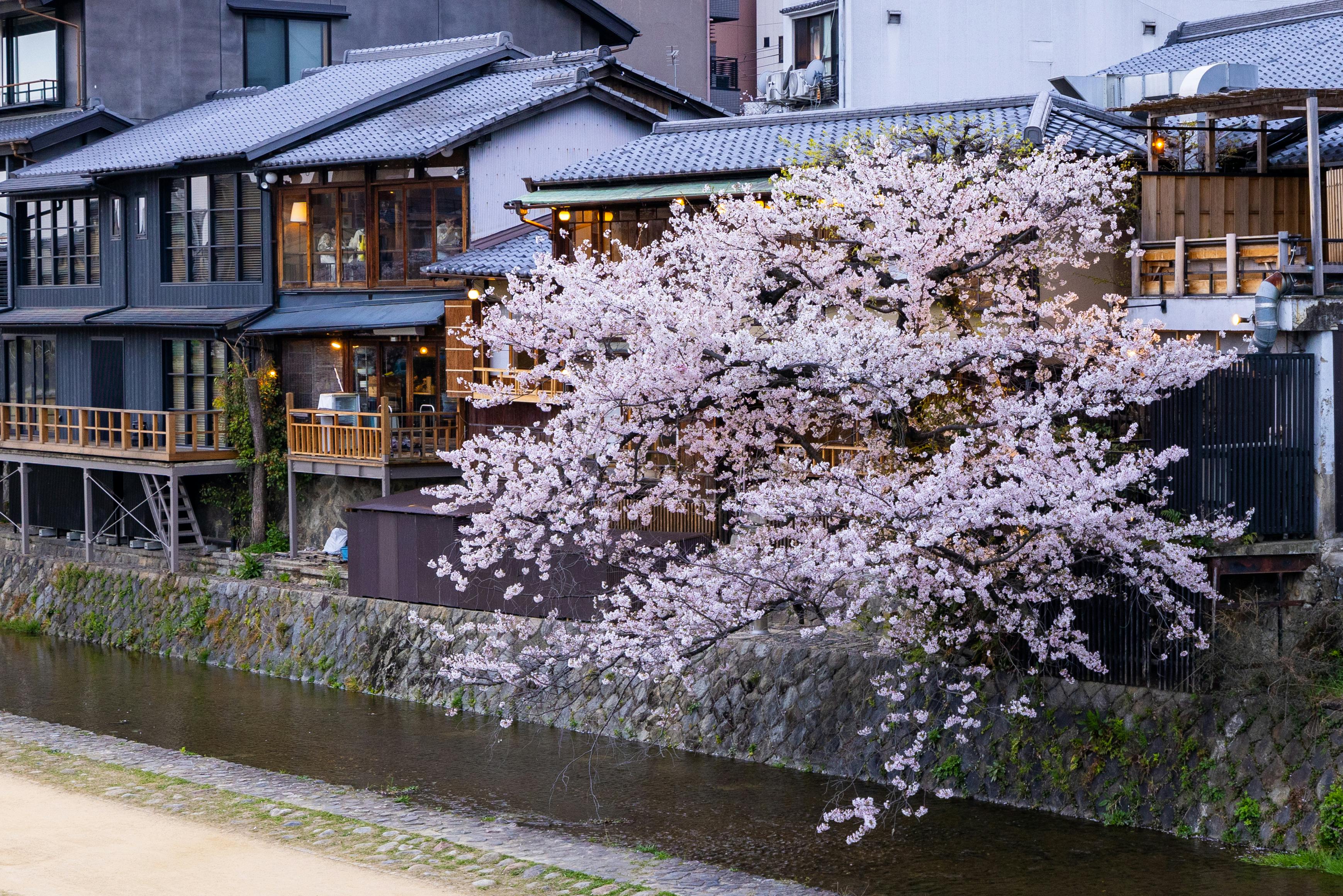 A Cherry Blossom in front of Buildings and over the River in City ...