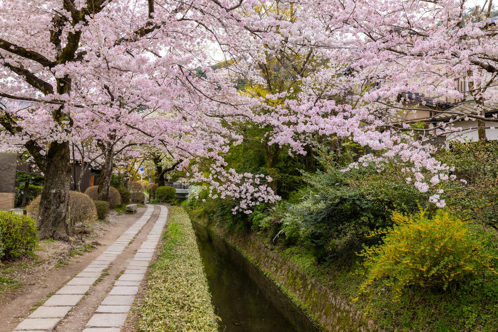Tree Park Photos, Download The BEST Free Tree Park Stock Photos & HD Images