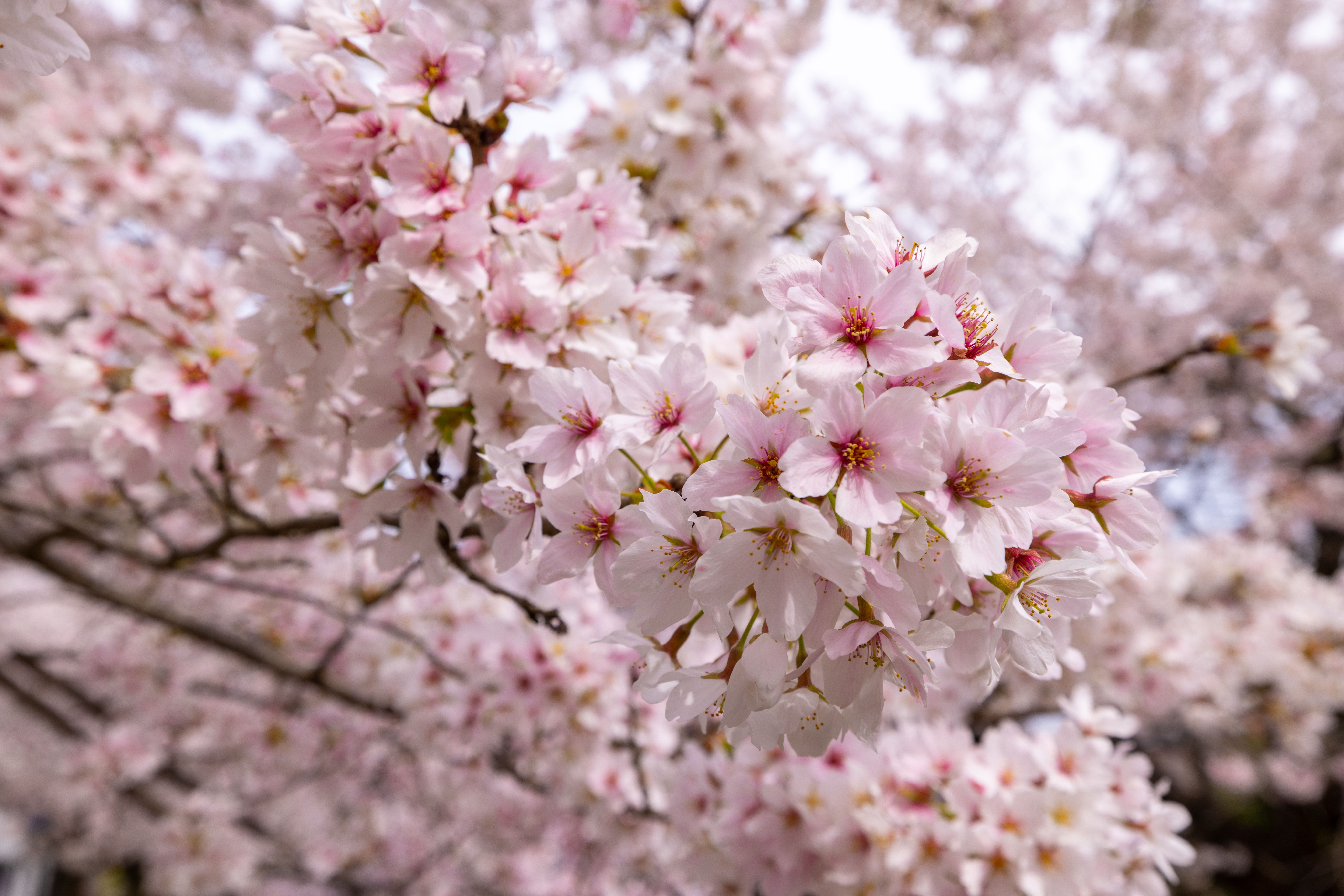 Close-up of Cherry Blossom · Free Stock Photo