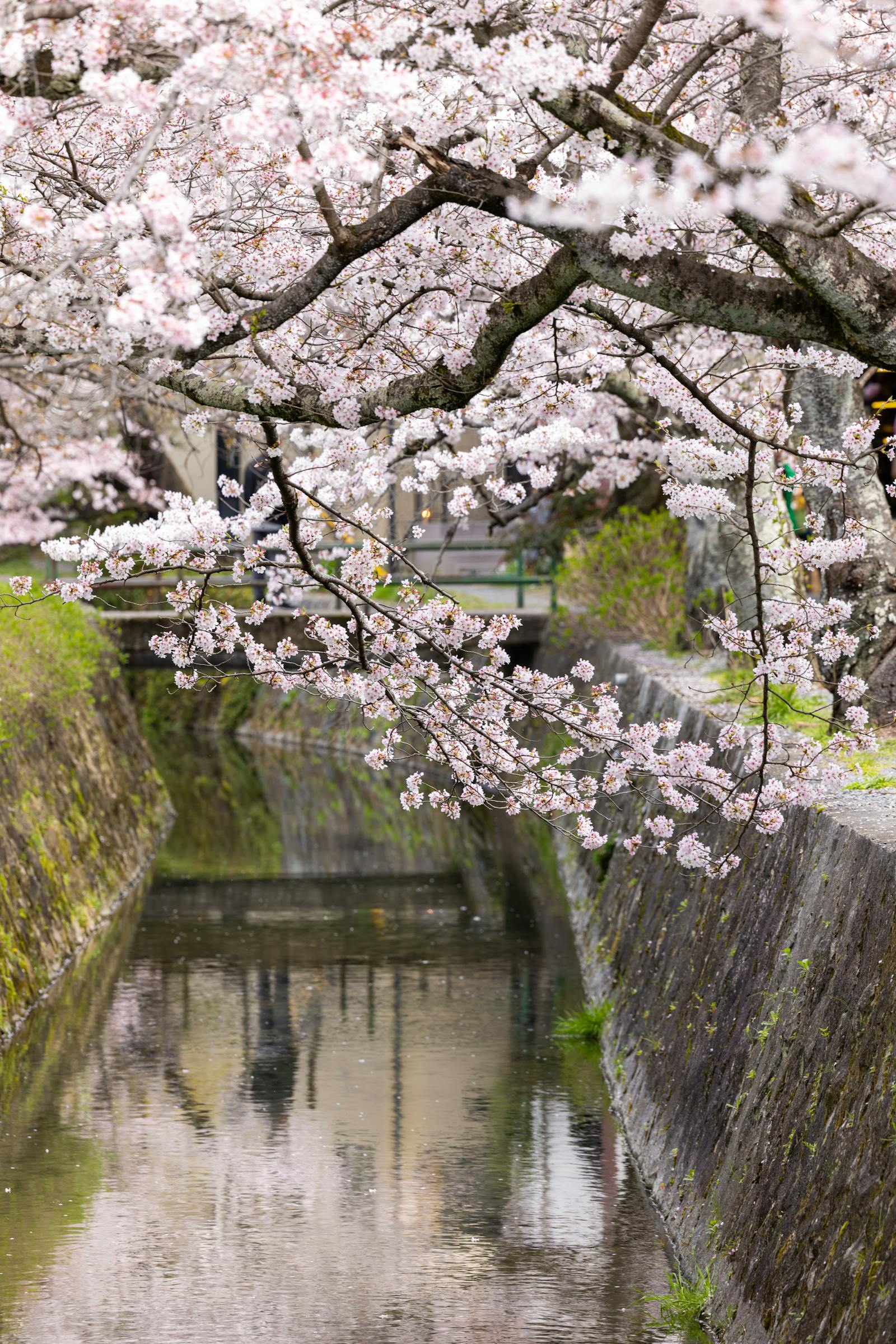 Cherry Blossom River Photos, Download The BEST Free Cherry Blossom ...