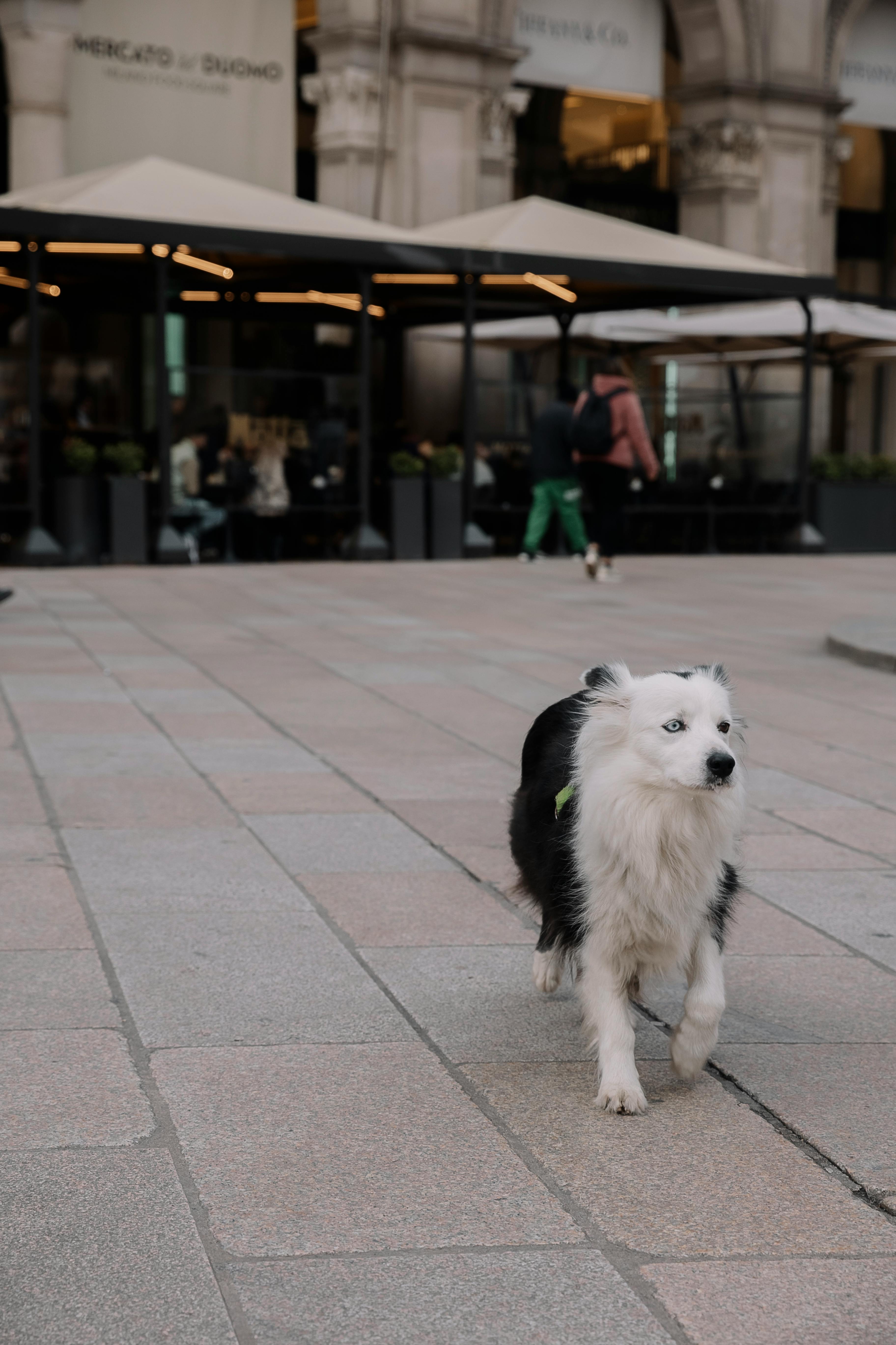 Dogs on Pavement in Town · Free Stock Photo