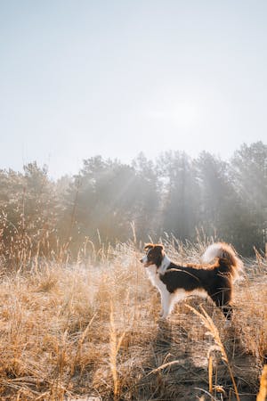 Dog In Field Photos, Download The BEST Free Dog In Field Stock Photos ...
