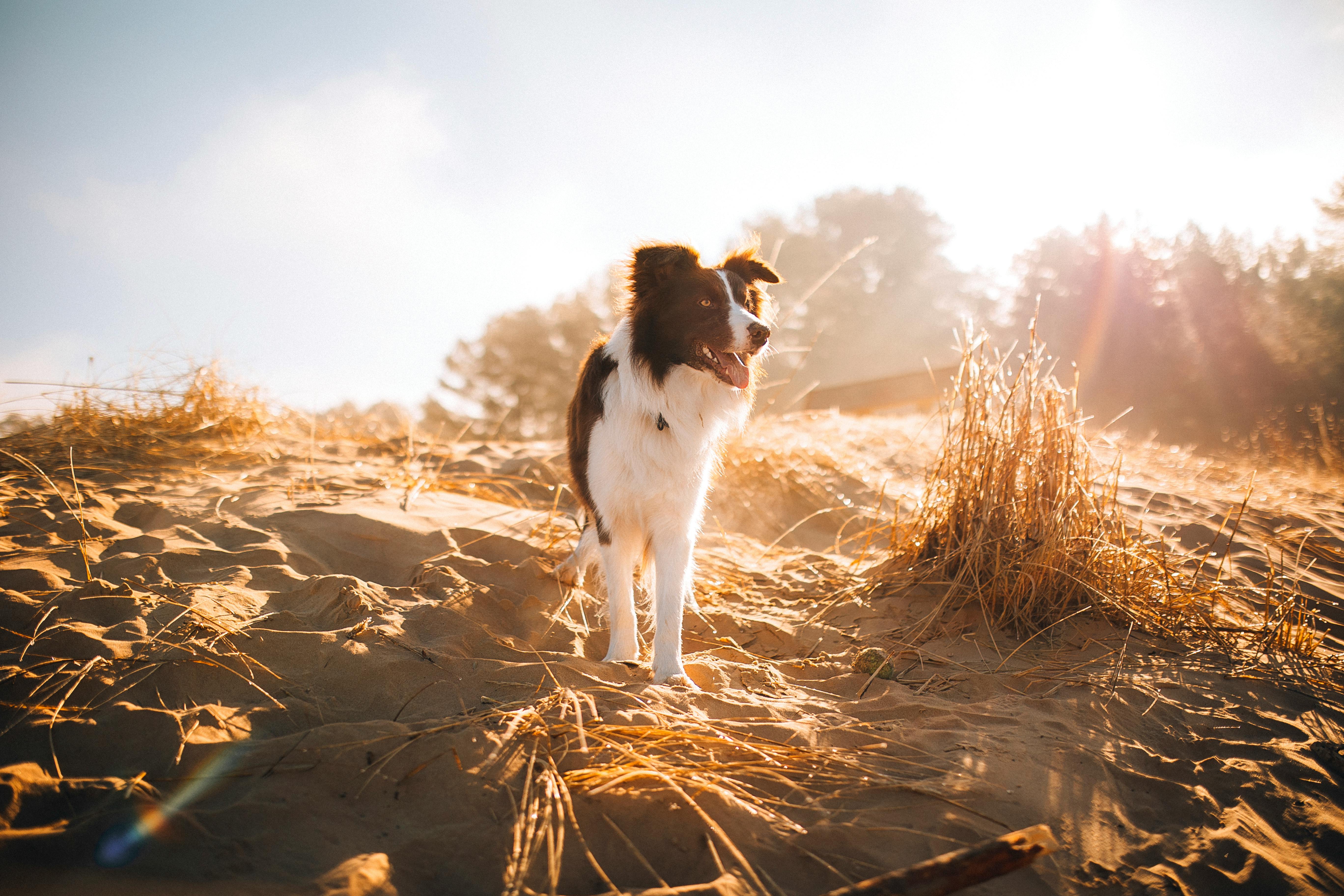 Sunset Sunlight over Border Collie on Sand · Free Stock Photo