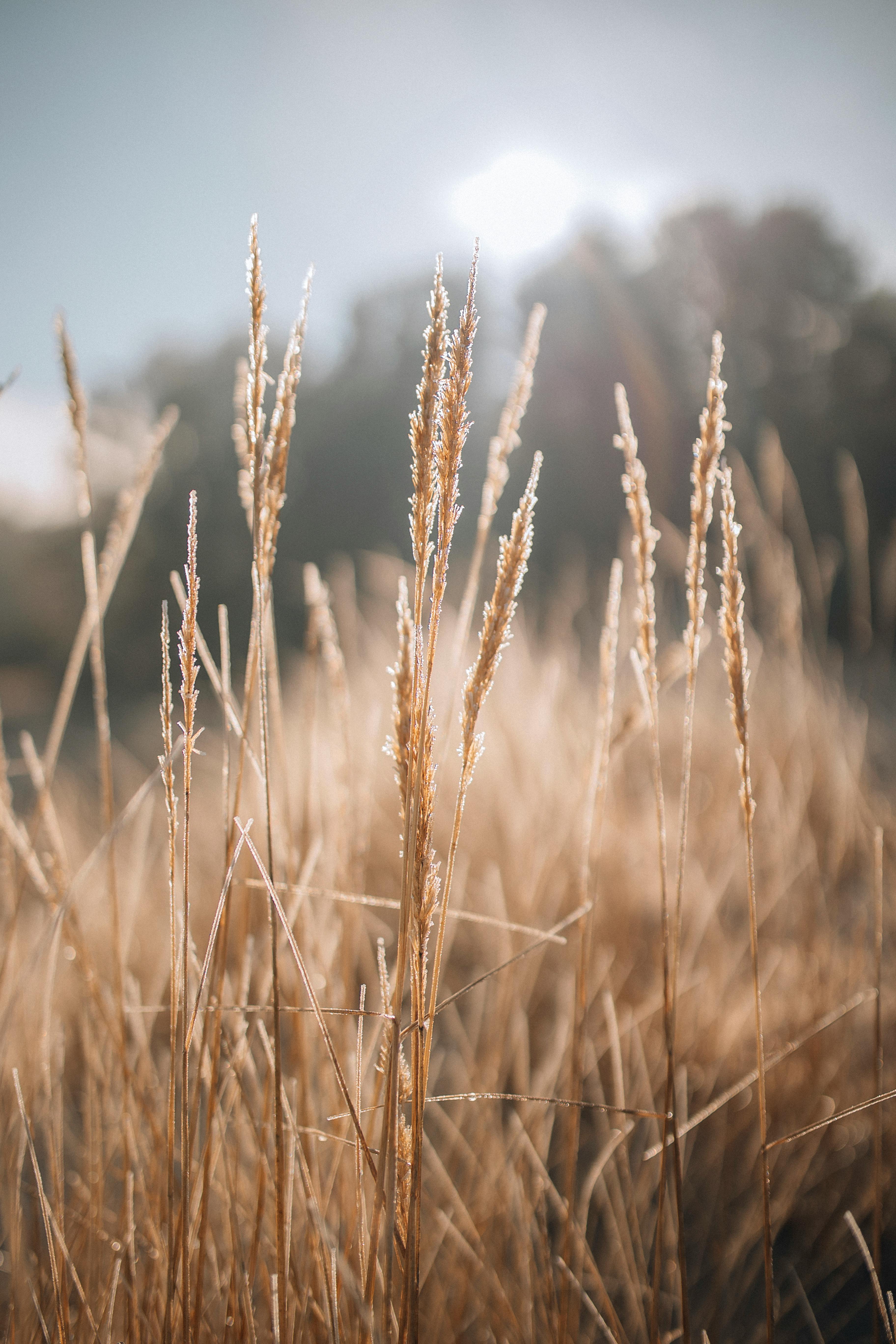 Close-up of Dry Cattails · Free Stock Photo