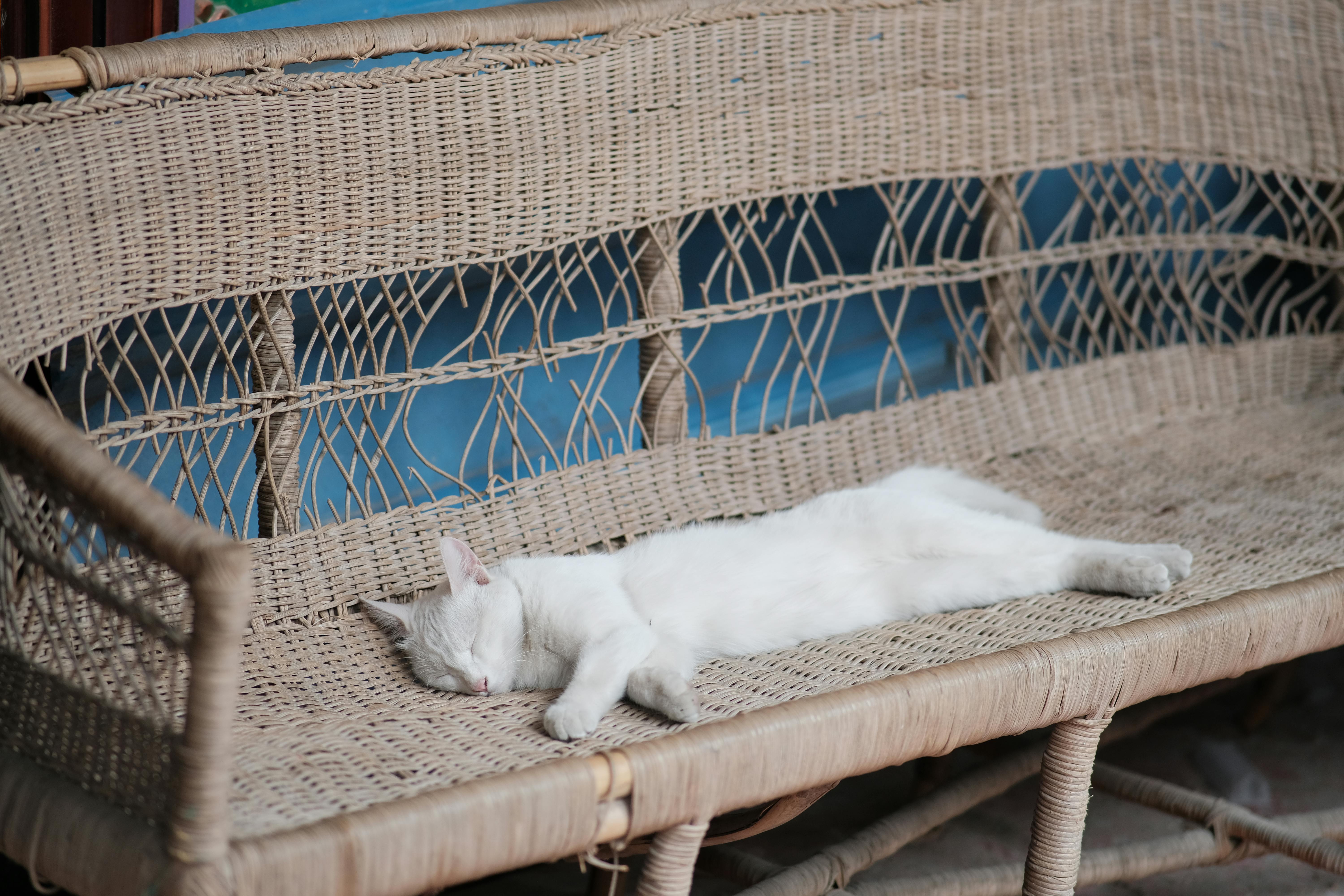 White Cat Sleeping on Bench · Free Stock Photo