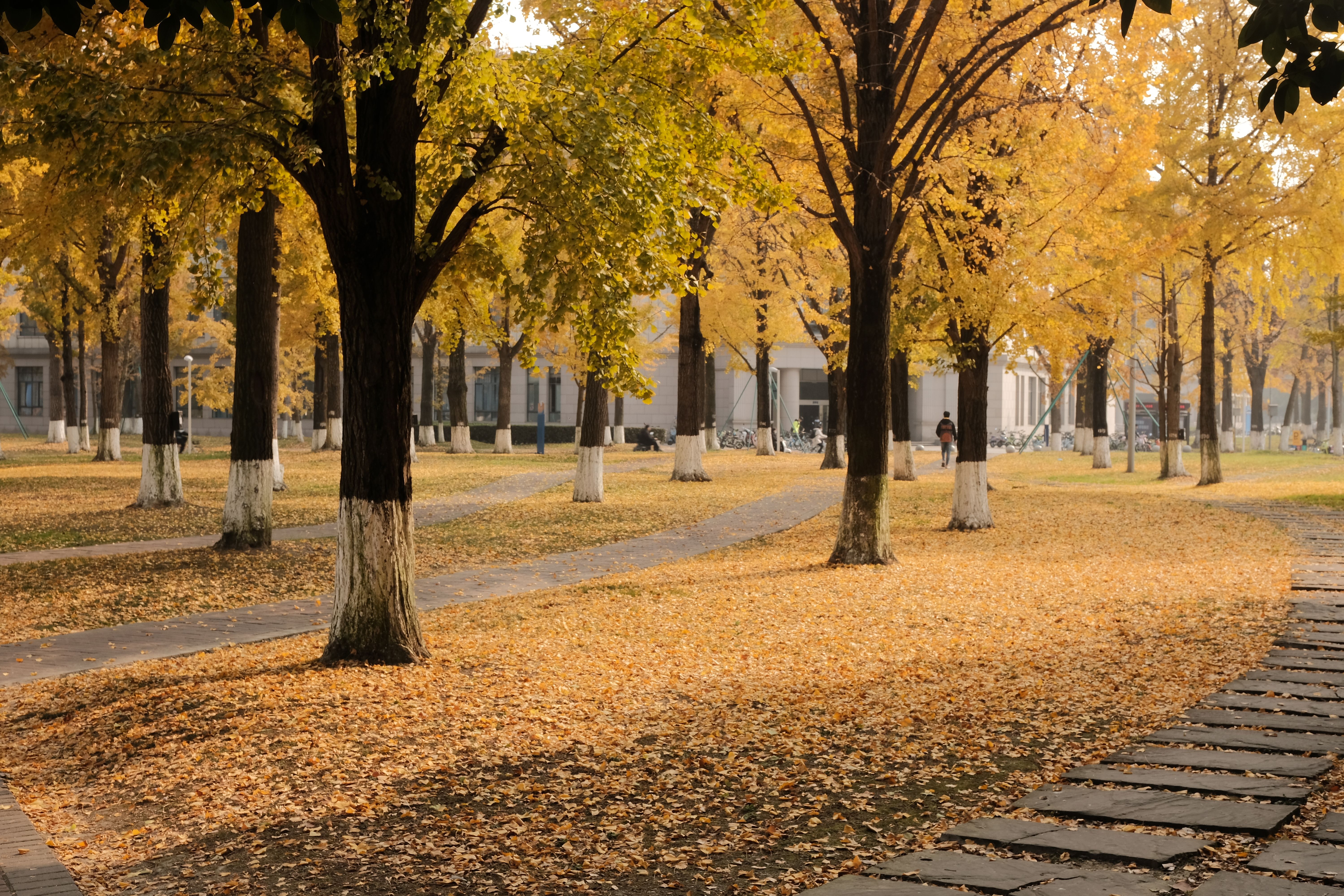 People Walking Under the Golden Yellow Trees · Free Stock Photo
