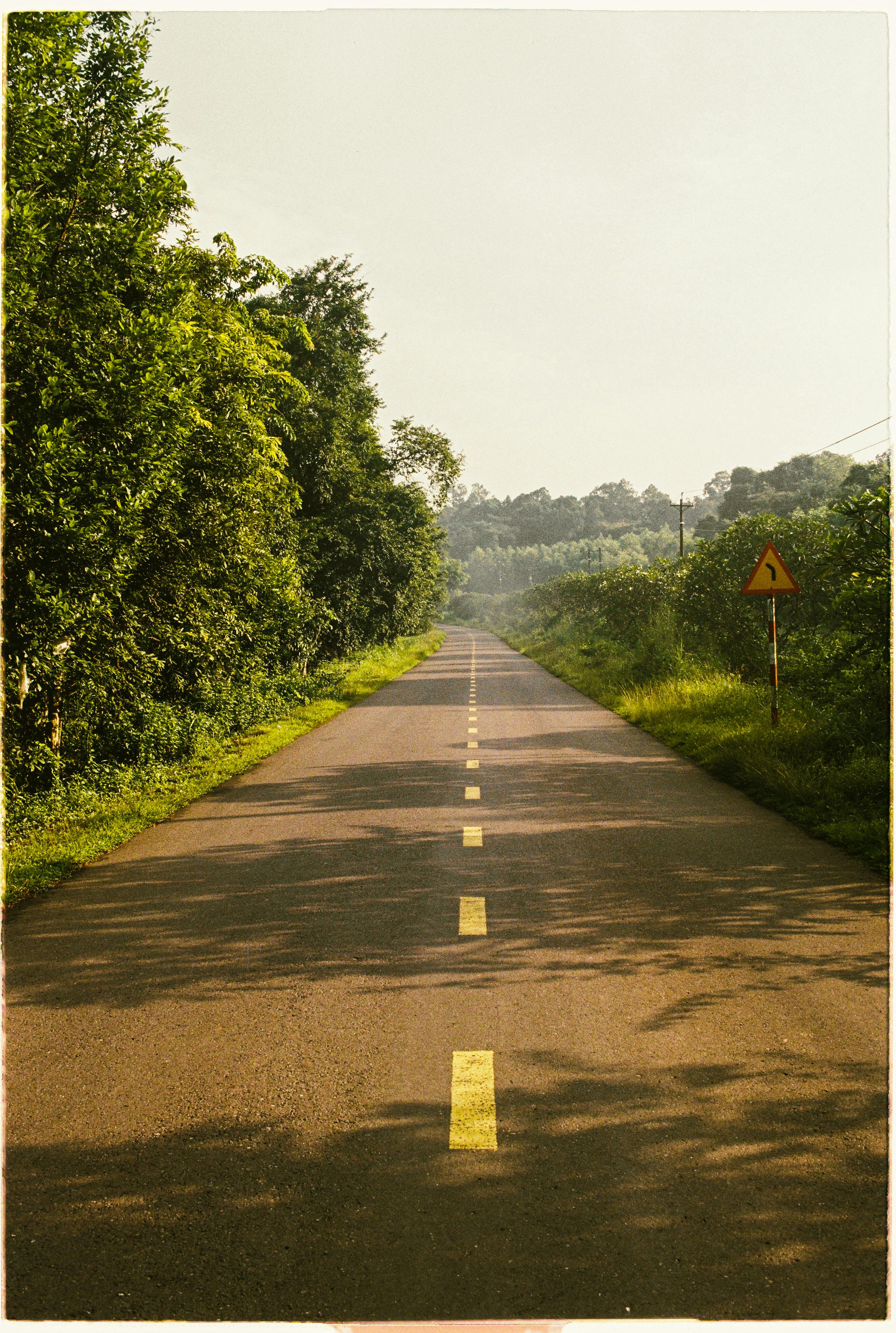 Empty Road Between Trees · Free Stock Photo