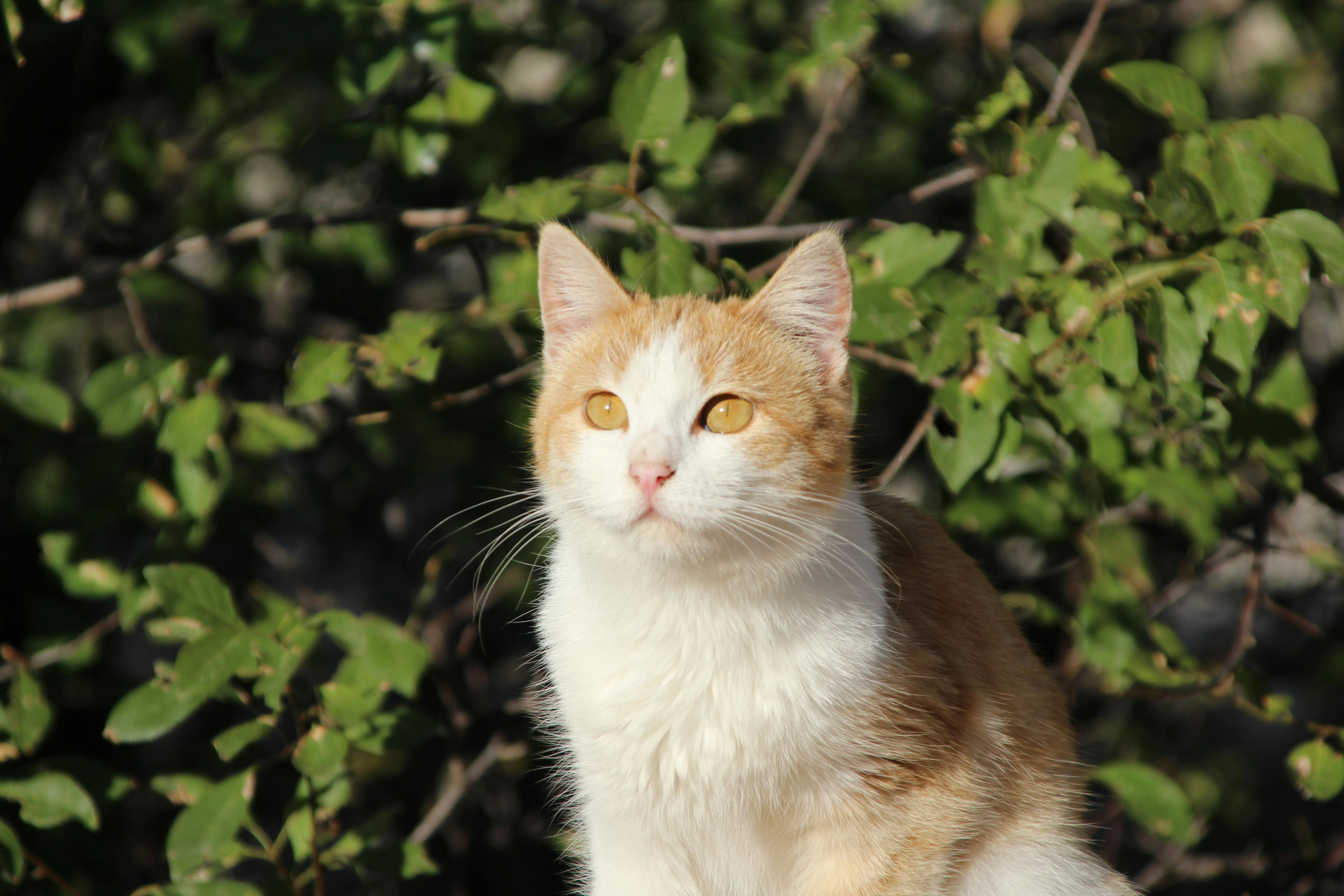Cute Cat Sitting Among Leaves · Free Stock Photo