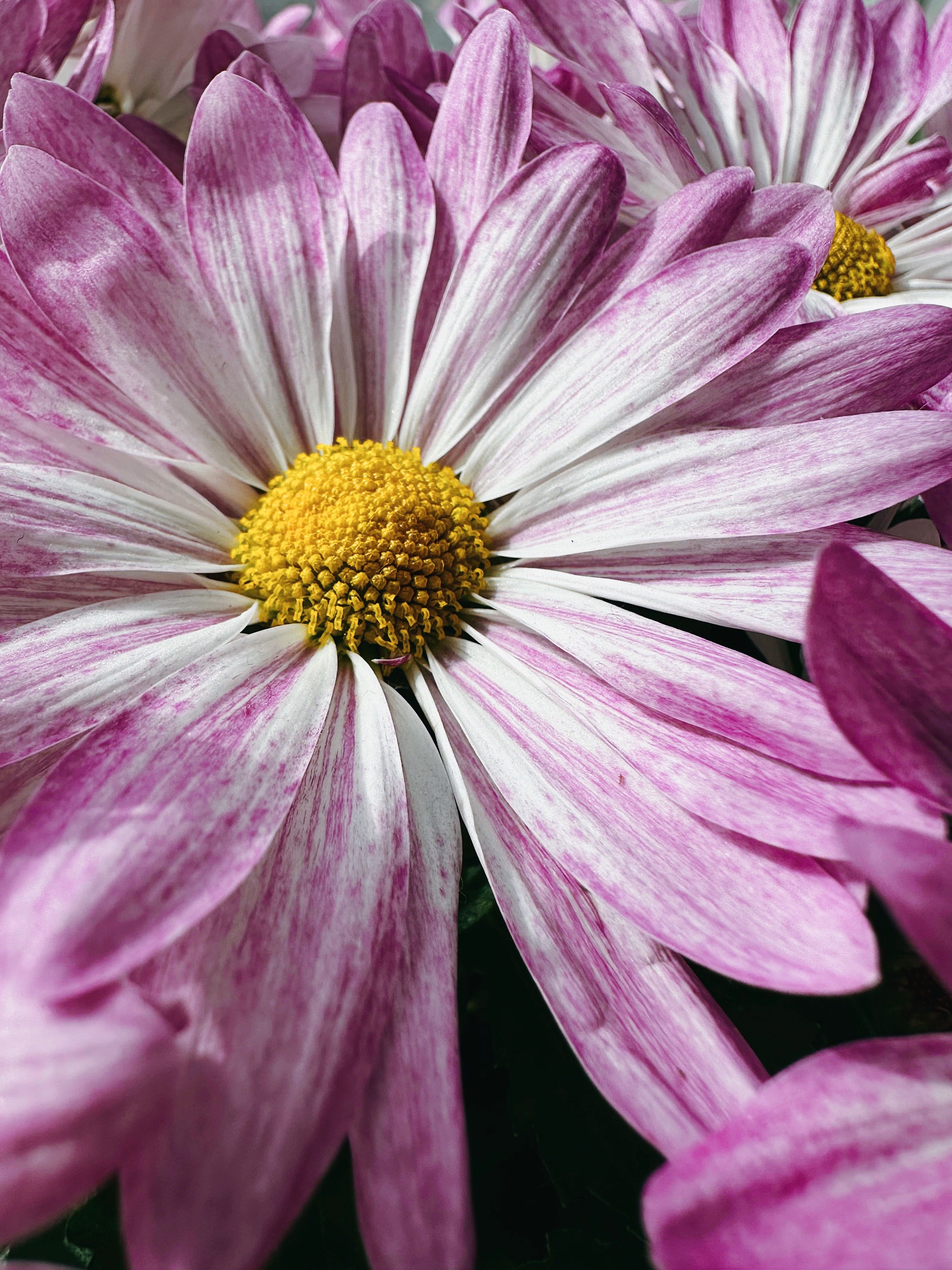 Close Up of Pink Flowers · Free Stock Photo
