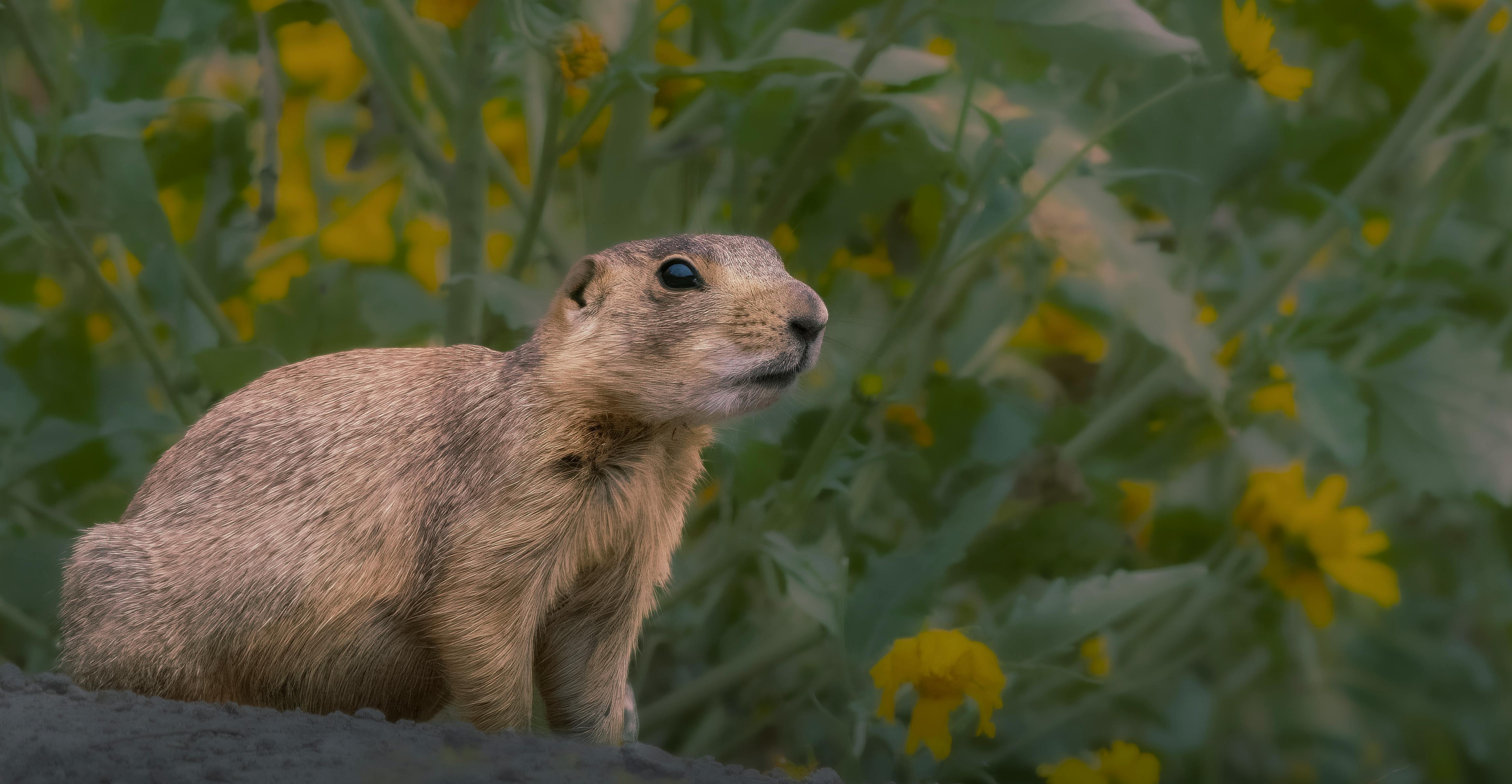 Utah Prairie Dog by Yellow Flowers · Free Stock Photo