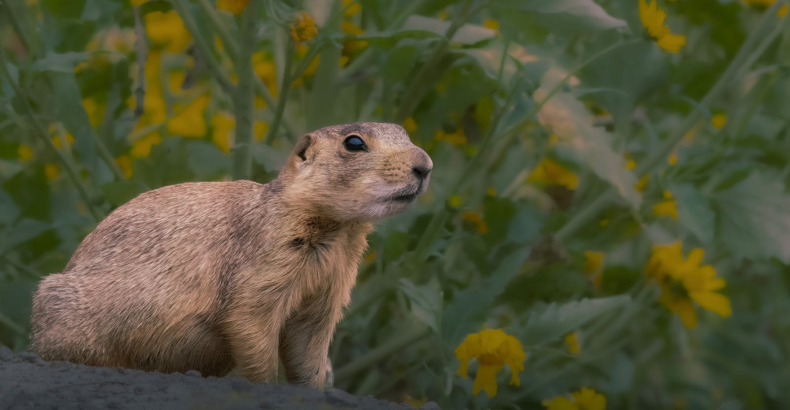 Utah Prairie Dog Photos, Download The BEST Free Utah Prairie Dog Stock ...