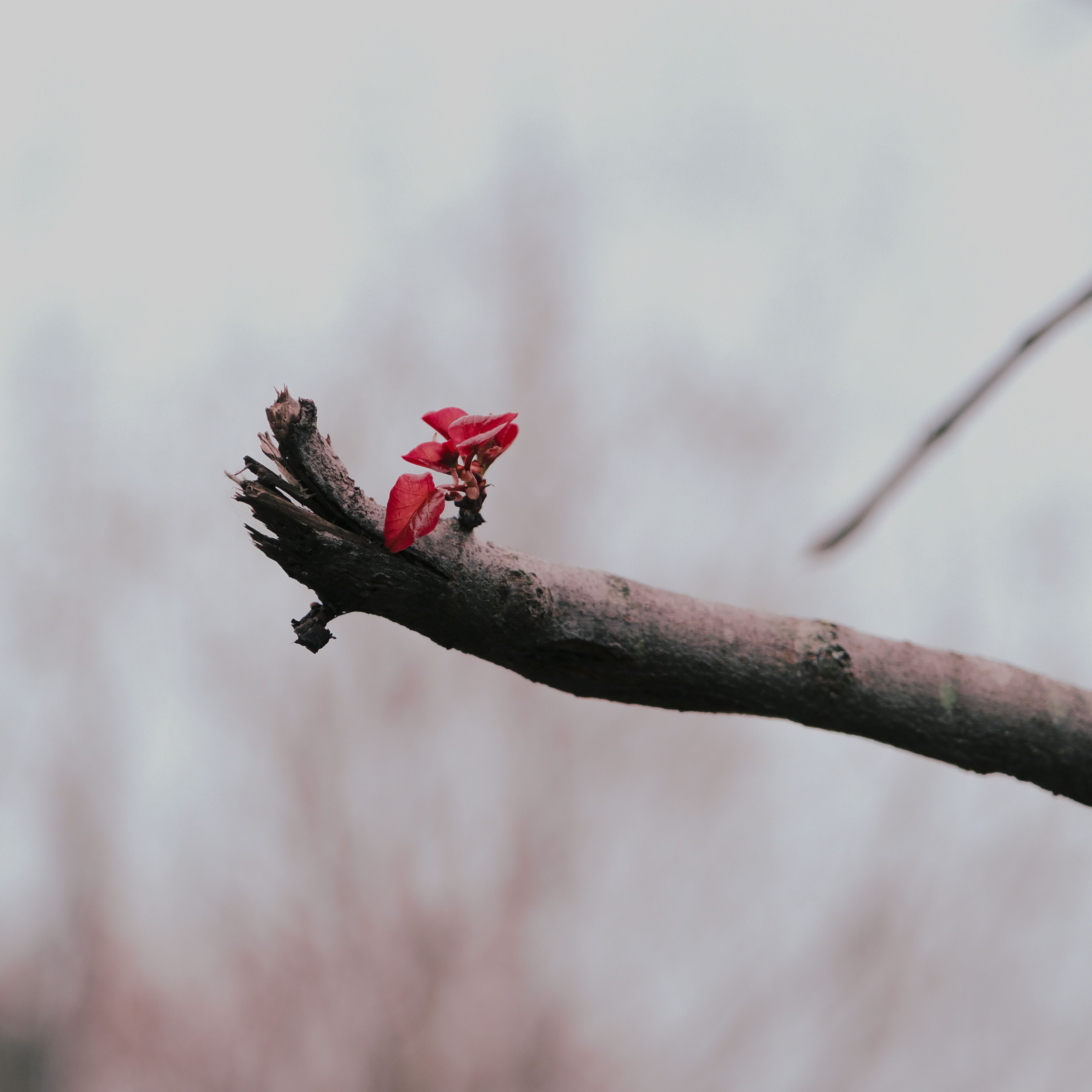 Close-up of Small Red Leaves Growing out of a Tree Branch · Free Stock ...