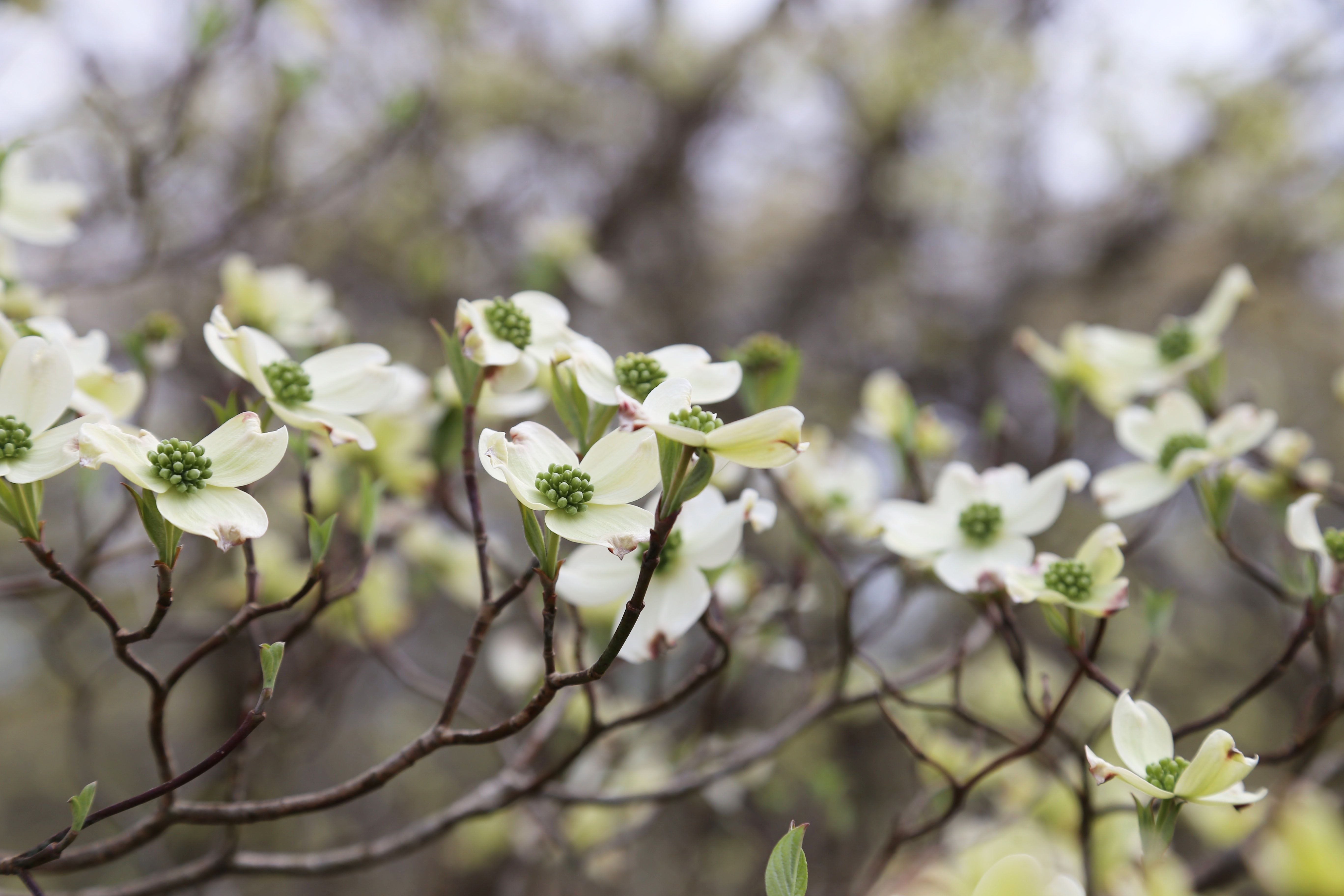 Cinnamon Plants Photos, Download The BEST Free Cinnamon Plants Stock ...