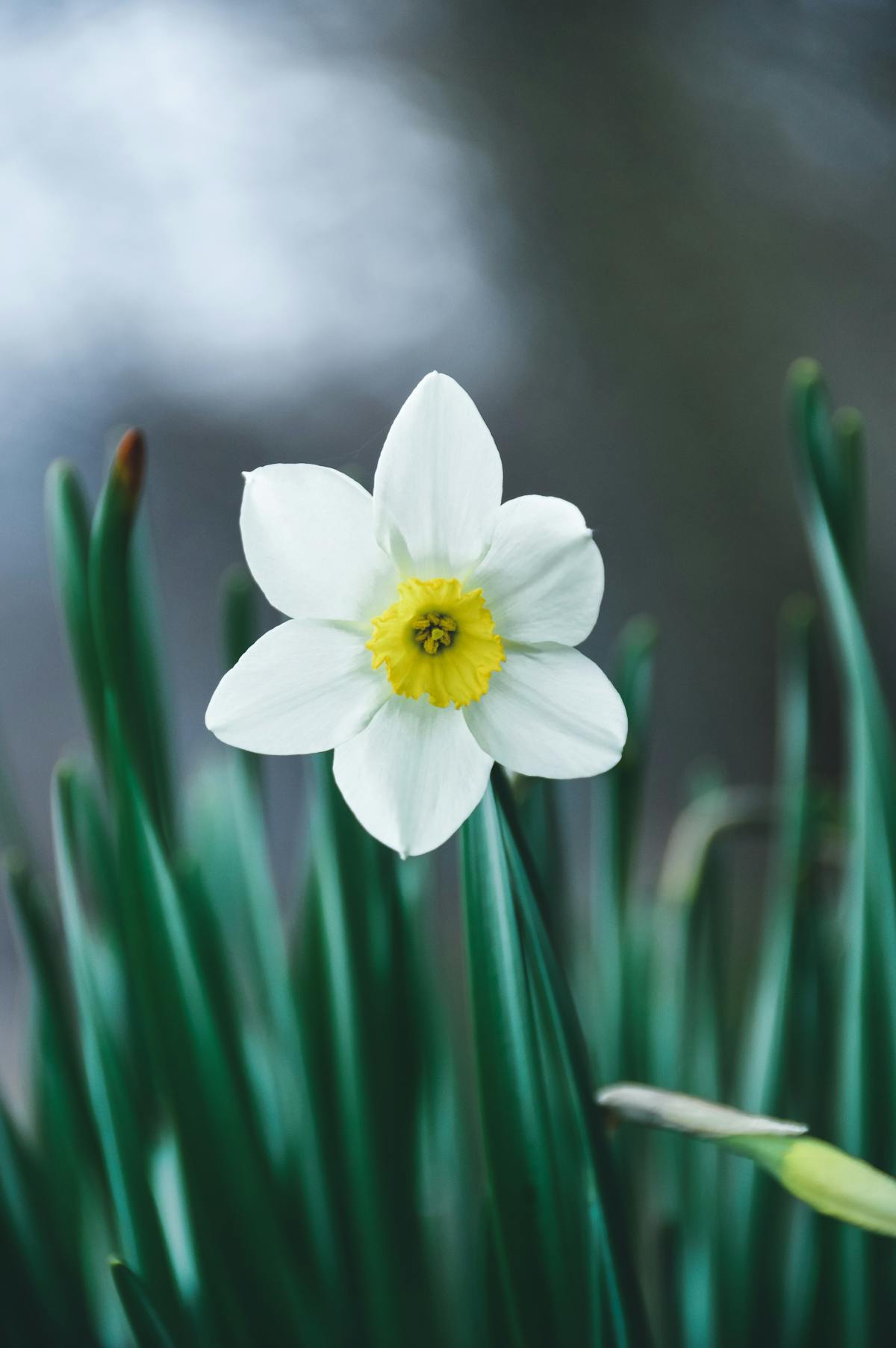 Daffodile Photos, Download The BEST Free Daffodile Stock Photos & HD Images
