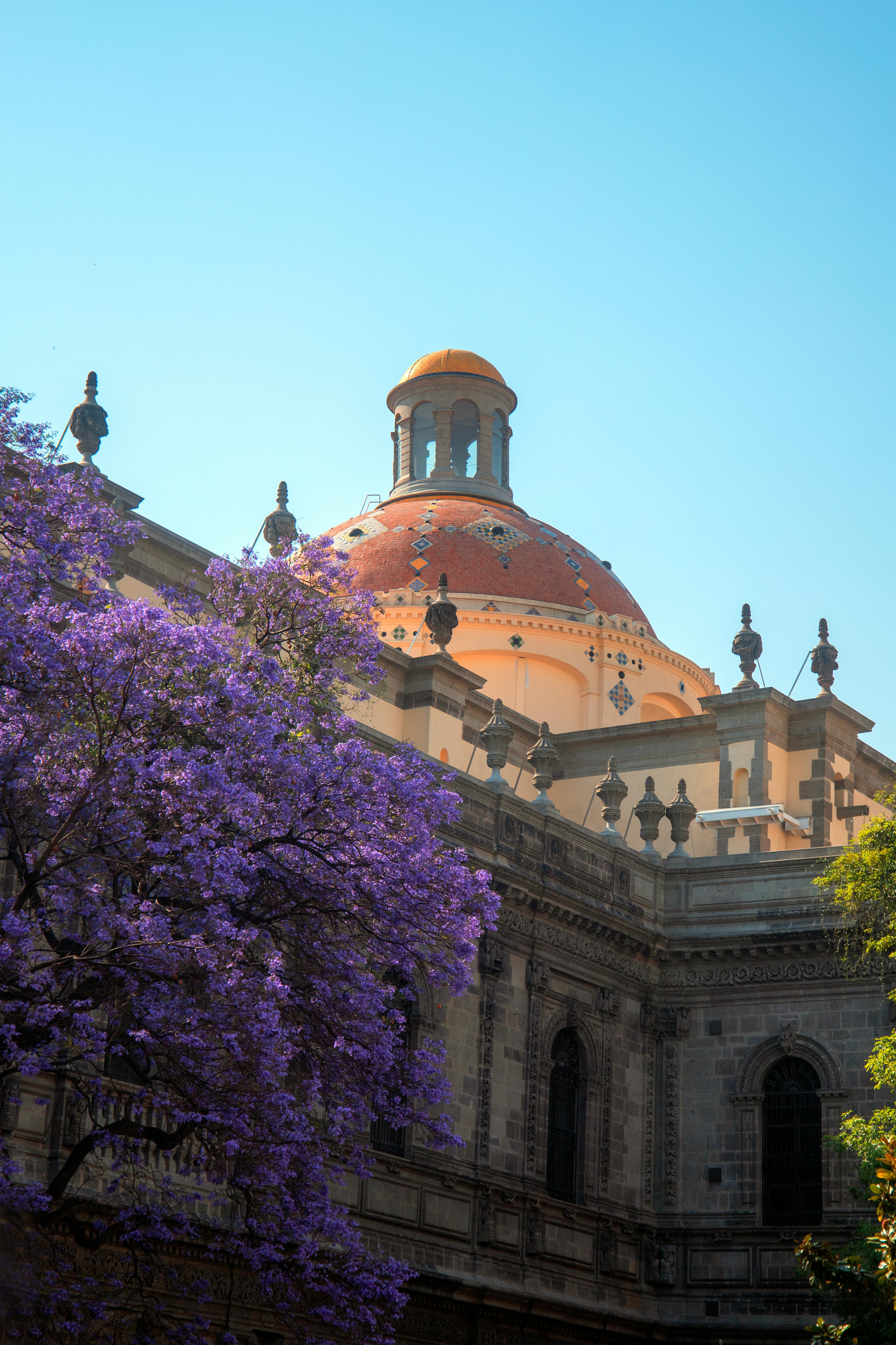 Foto de stock gratuita sobre al aire libre, anochecer, antiguo, árbol ...