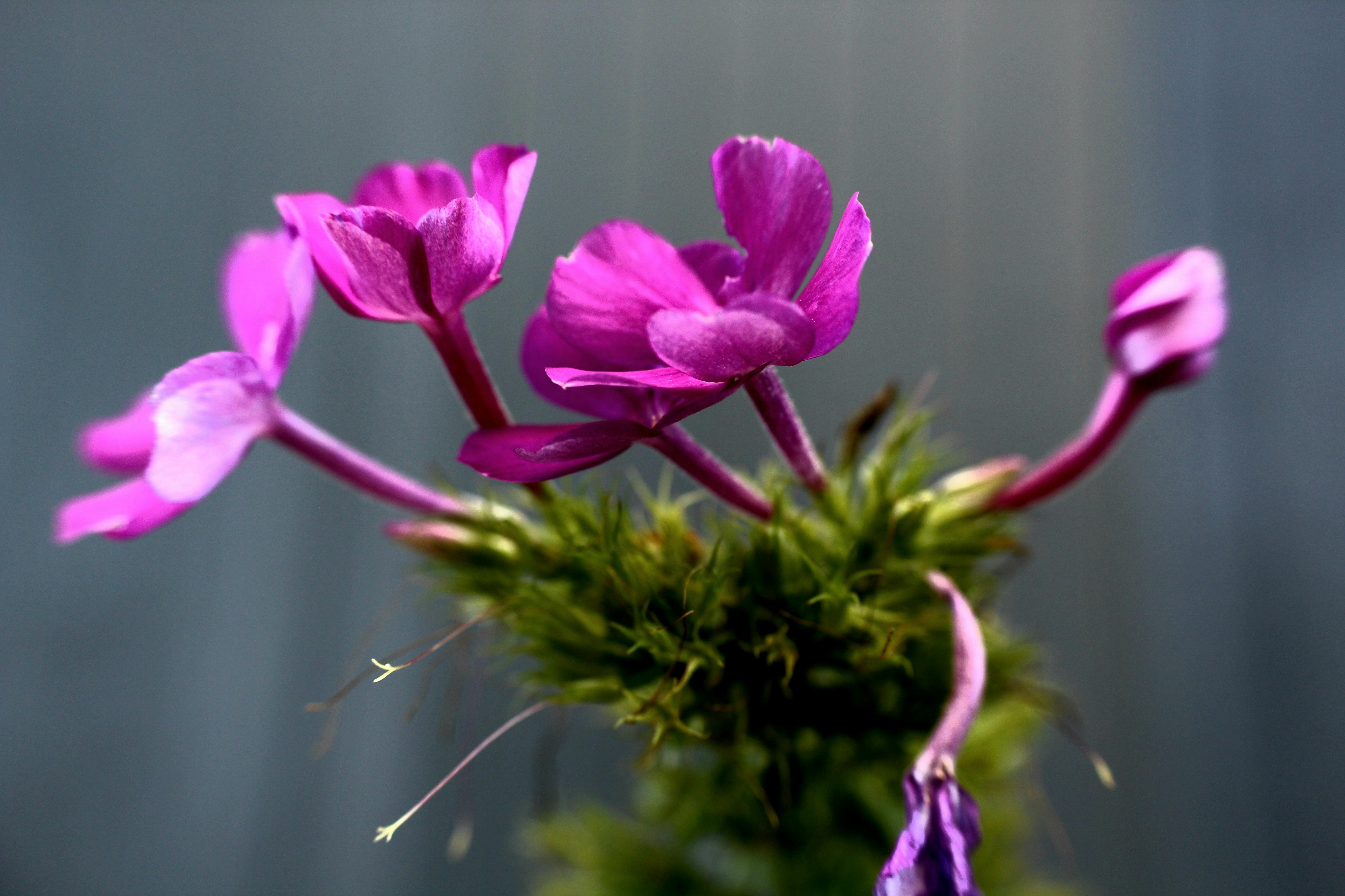 Bud Jenkins - การถ่ายภาพ