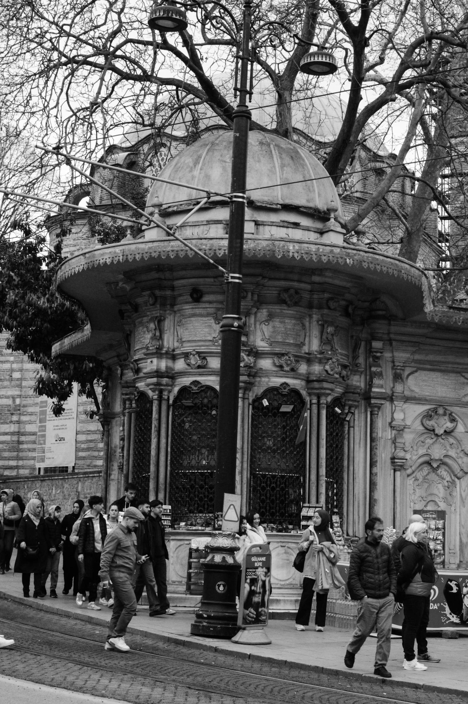 People Tree Photos, Download The BEST Free People Tree Stock Photos ...